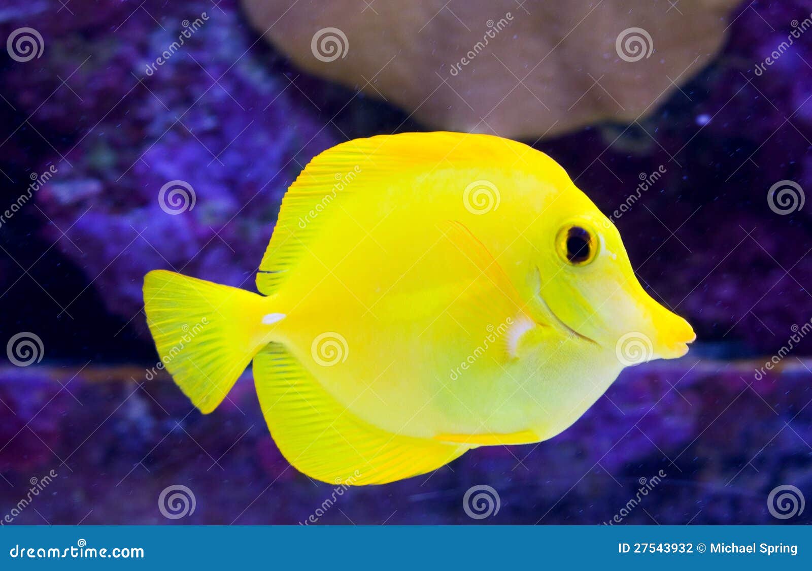 Yellow tang stock photo. Image of fins, flavescens, sailfin - 27543932