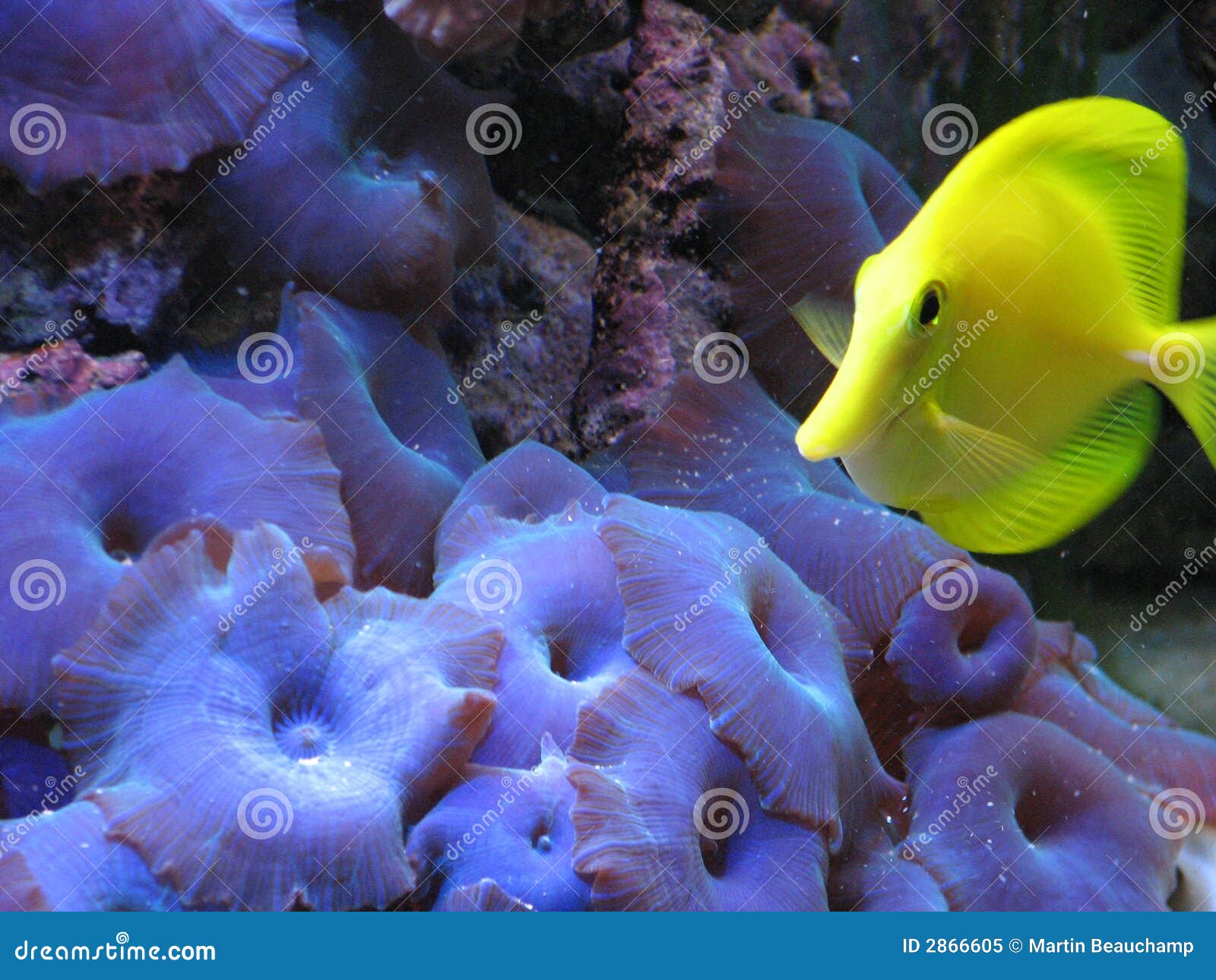 Yellow Tang stock image. Image of fish, mushroom, background - 2866605