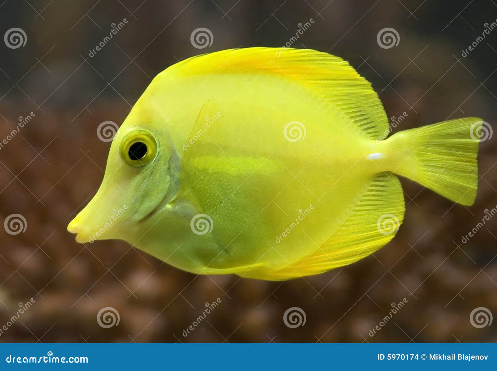 Yellow tang 3 stock photo. Image of blue, nature, ecology - 5970174