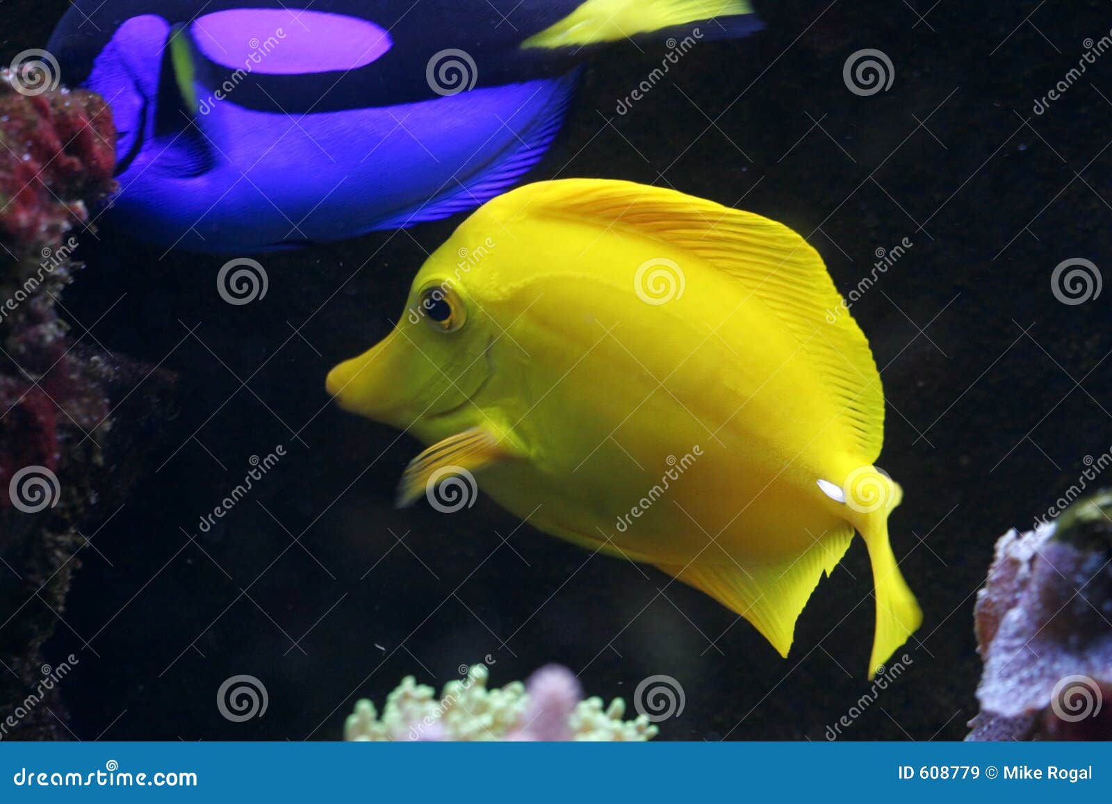 Yellow Tang stock image. Image of purple, tang, saltwater - 608779