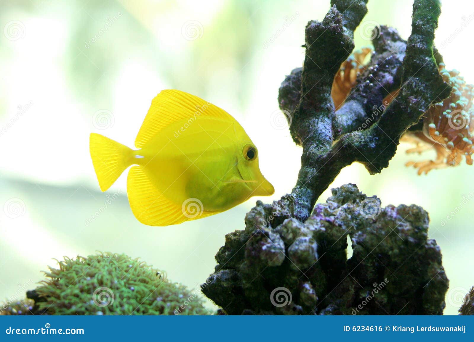 Yellow tang stock photo. Image of aquarium, fish, saltwater - 6234616