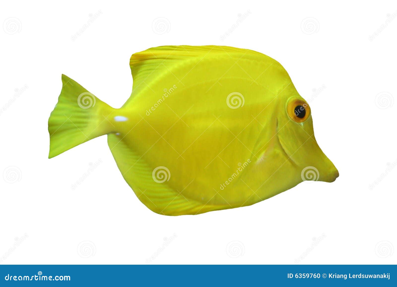 Yellow tang stock photo. Image of tang, fish, coral, yellow - 6359760