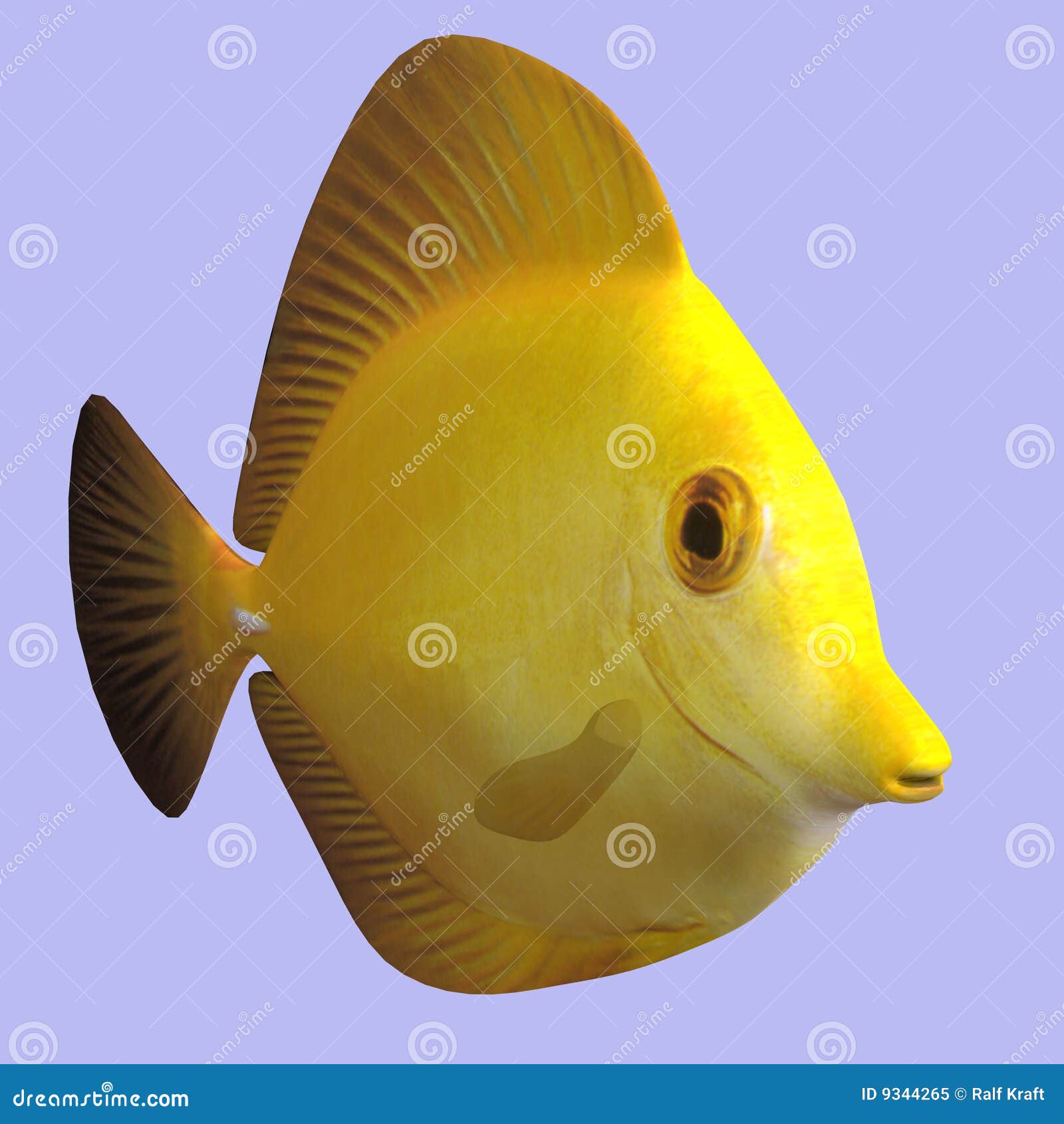 Yellow Tang stock illustration. Illustration of isolated - 9344265