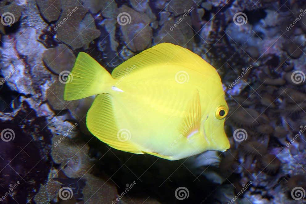 Yellow Tang stock photo. Image of fish, coral, yellow, tropical - 98106