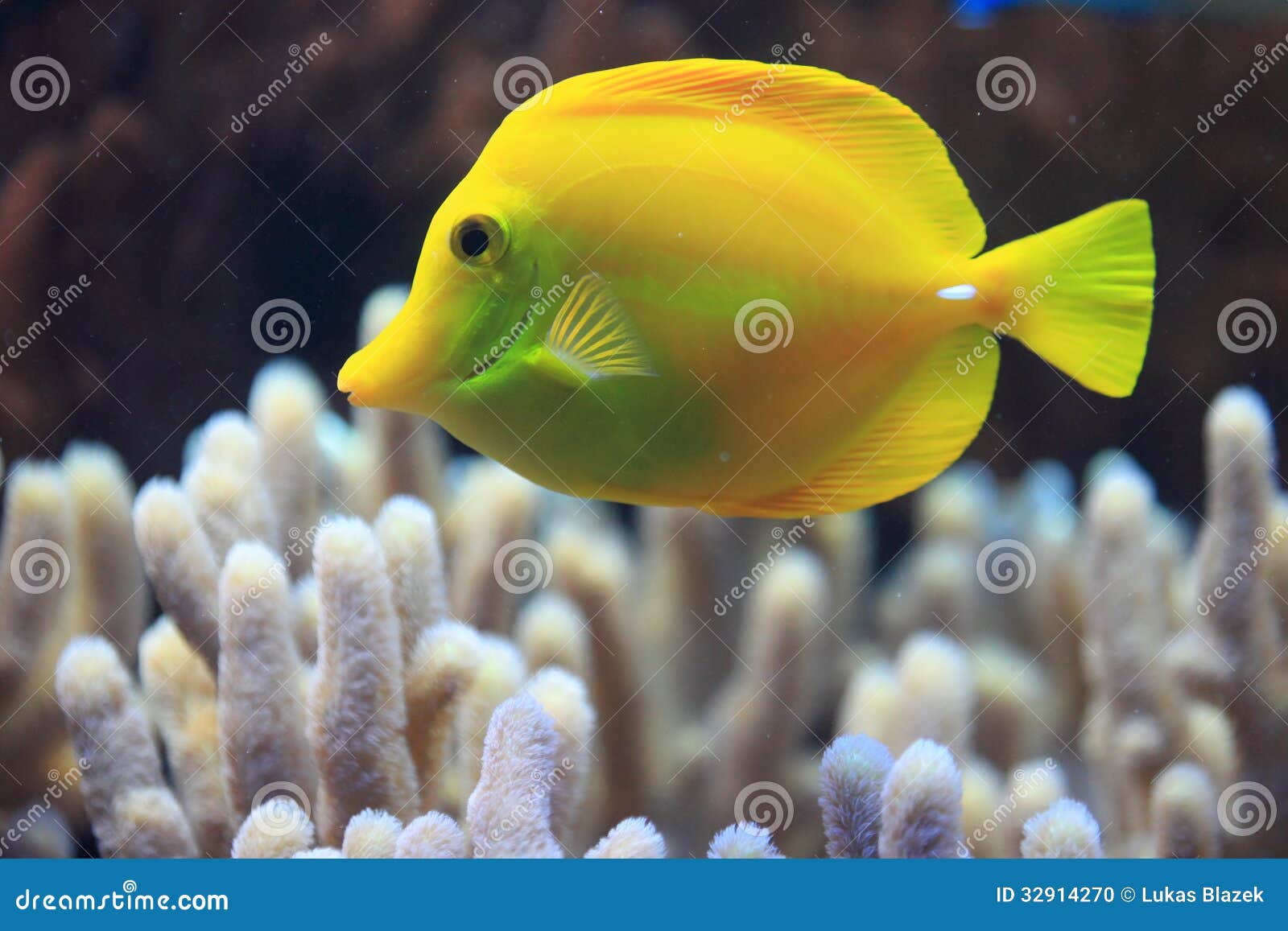 Yellow tang stock photo. Image of fish, flavescens, acanthuridae - 32914270