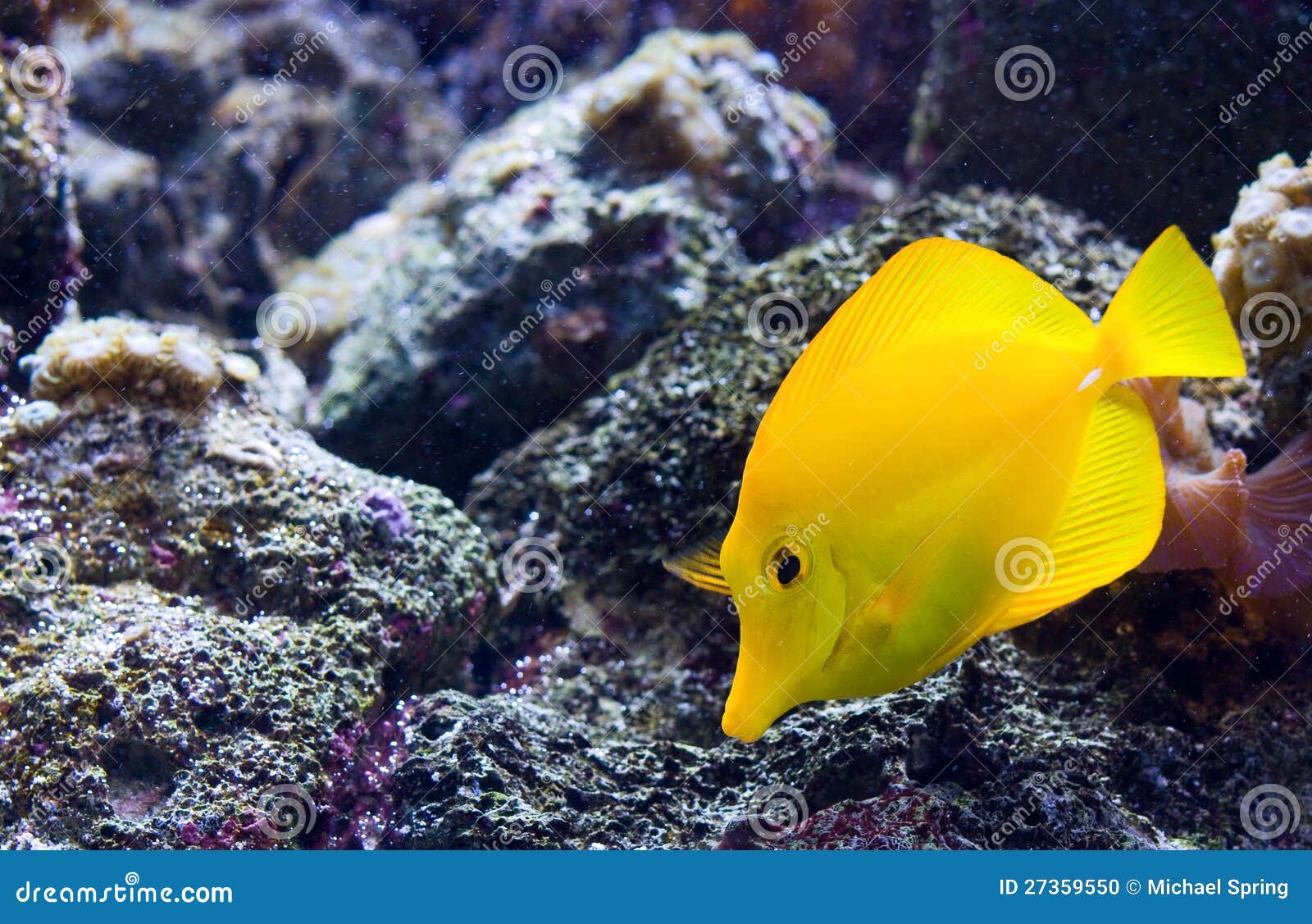Yellow Tang fish stock photo. Image of fins, rare, living - 27359550