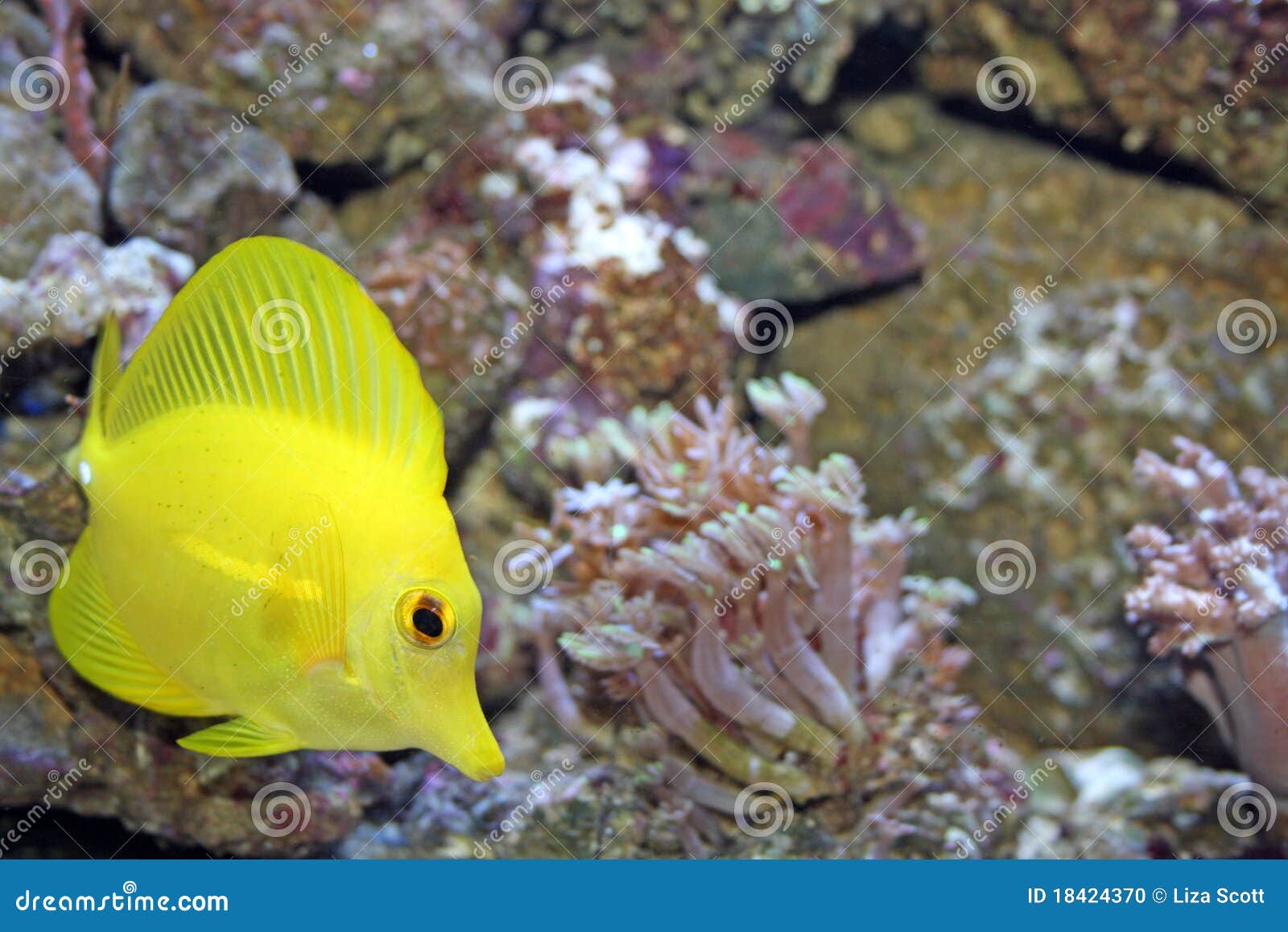 Yellow tang fish 5 stock photo. Image of exotic, flavescens - 18424370