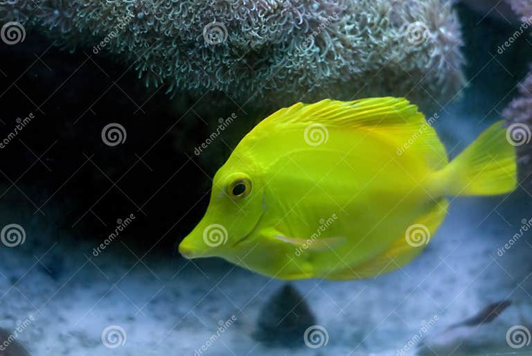 Yellow Tang Fish stock photo. Image of colorful, aquatic - 5869206