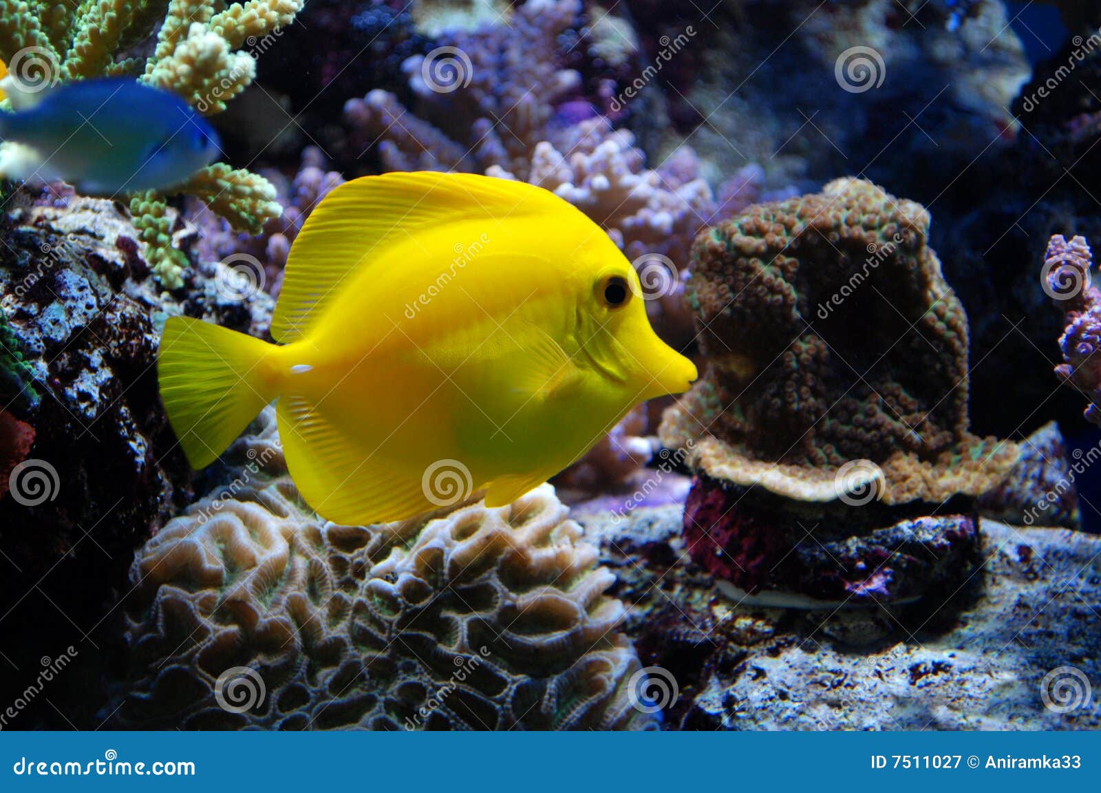 Yellow Tangs In Hawaii Island Stock Photography | CartoonDealer.com ...