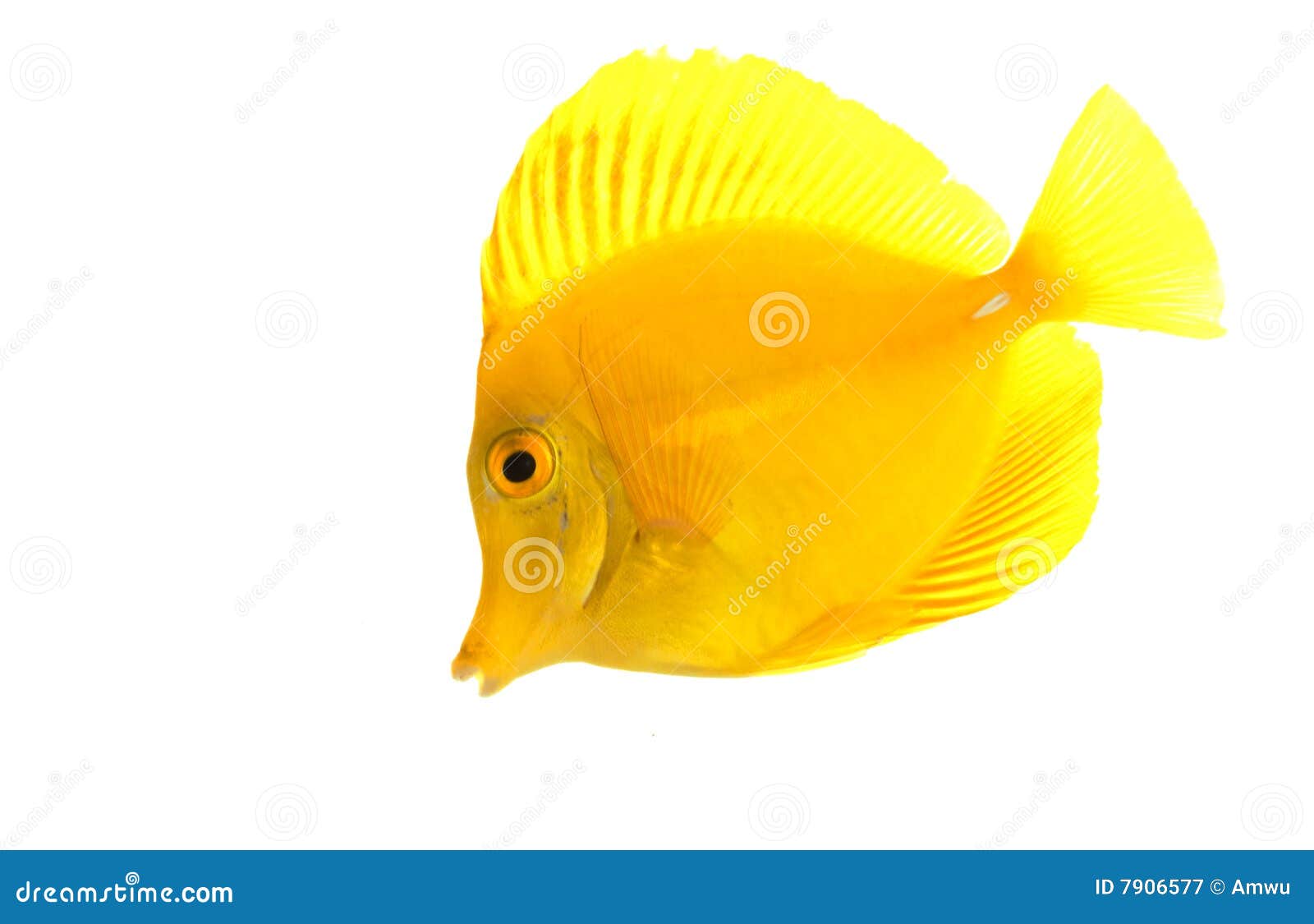 Fish Yellow Fox Lo, Foxface Rabbitfish, With Open Fins Fan On A Blue ...