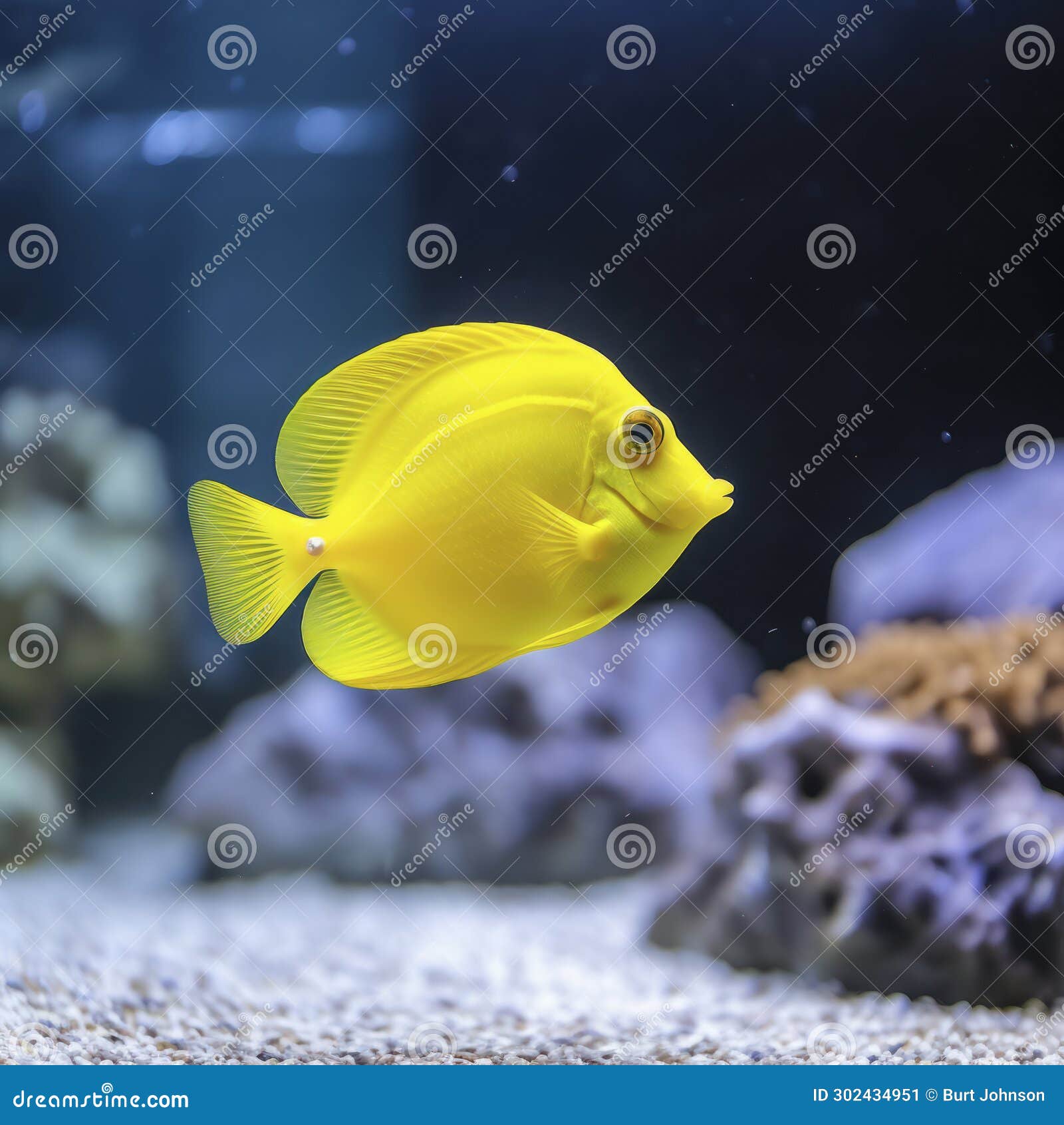 Yellow Tang Fish in Aquarium Stock Illustration - Illustration of ...