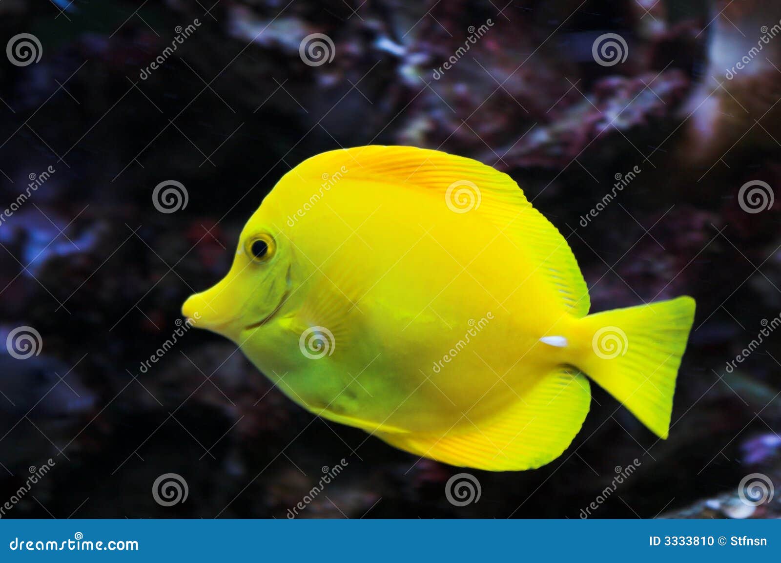 Yellow Tang Fish in Aquarium Stock Photo - Image of tropical, swim: 3333810