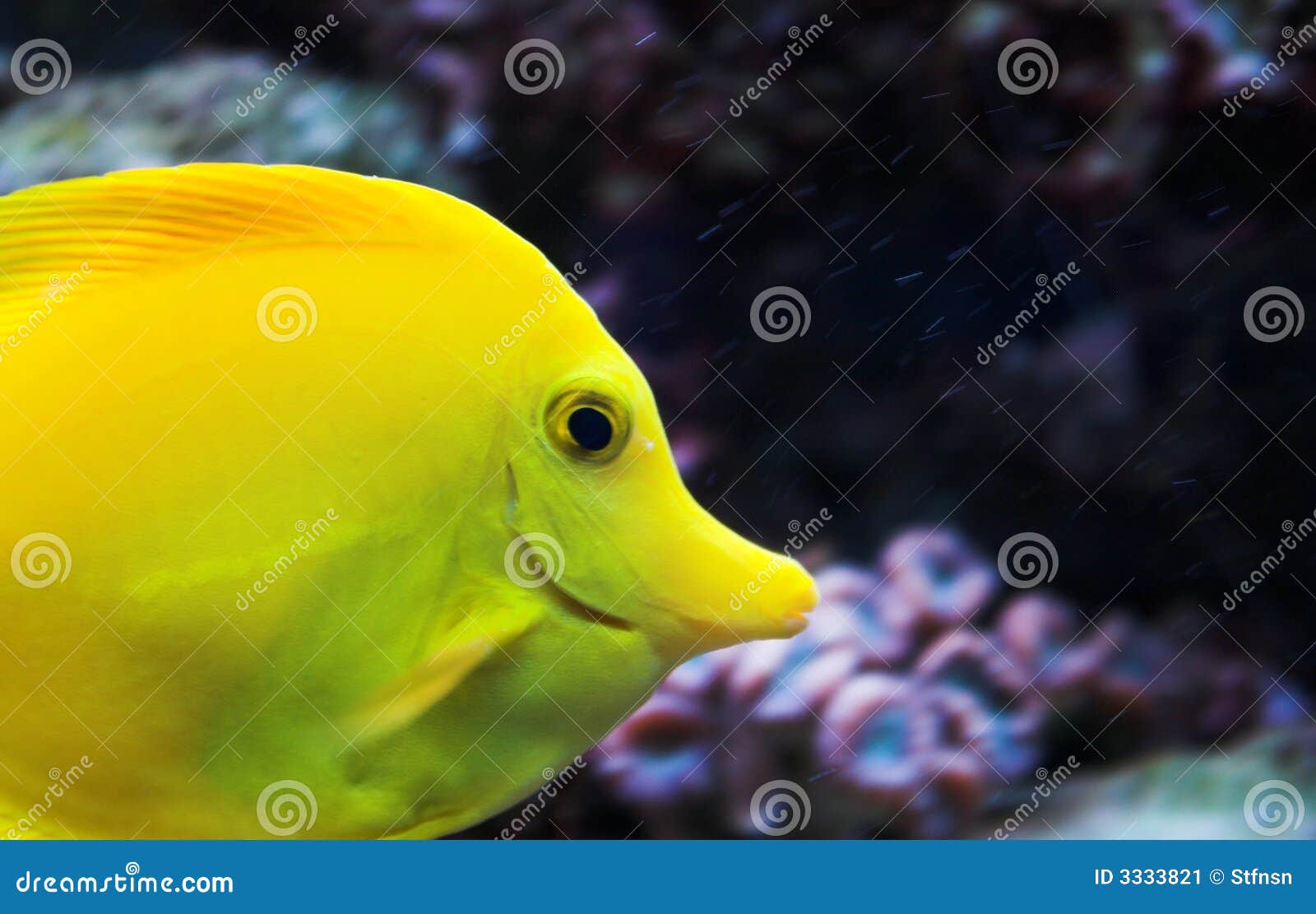 Yellow Tang Fish in Aquarium Stock Image - Image of marine, salt: 3333821