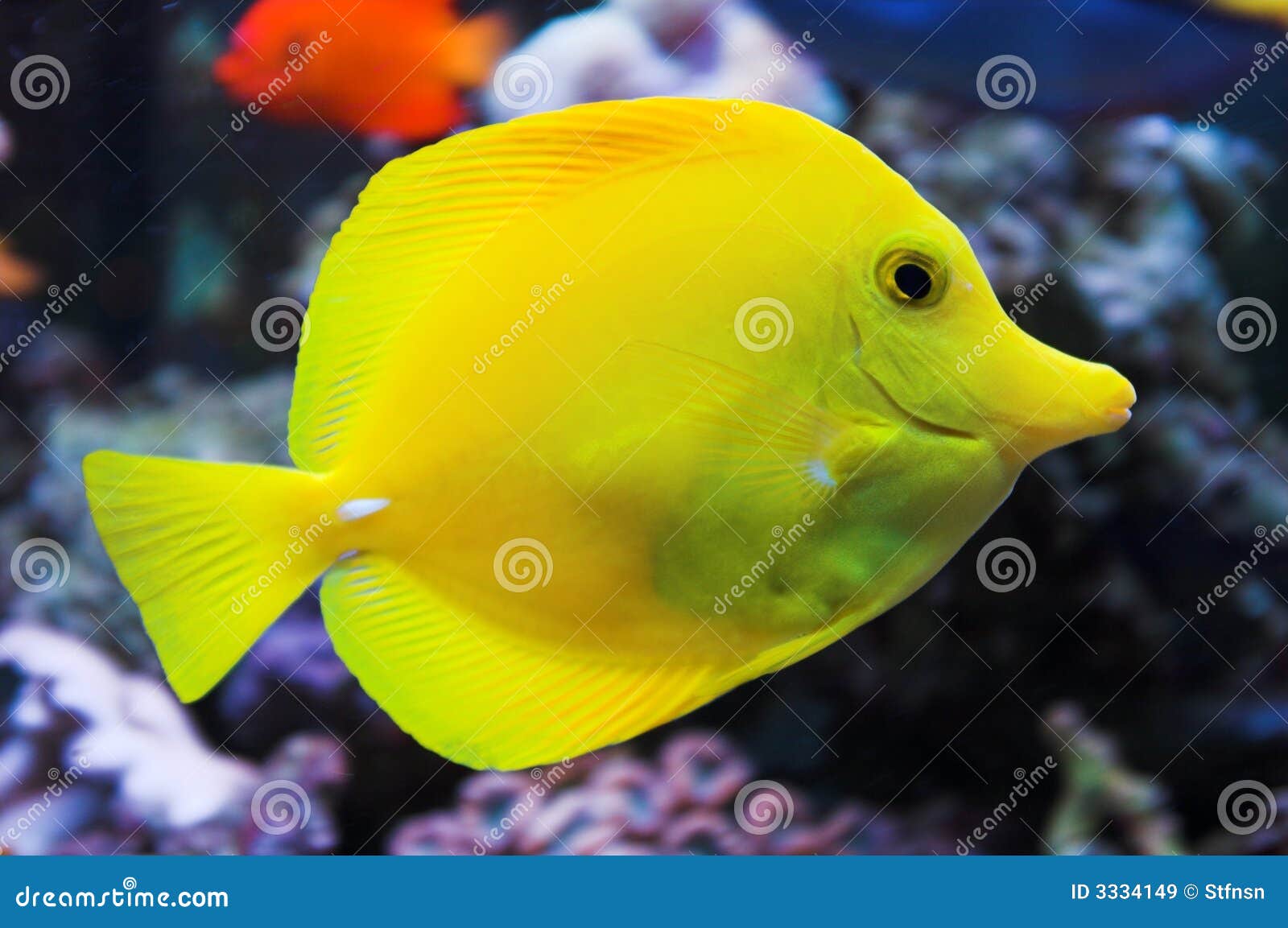 Yellow Tang Fish in Aquarium Stock Image - Image of reef, lively: 3334149