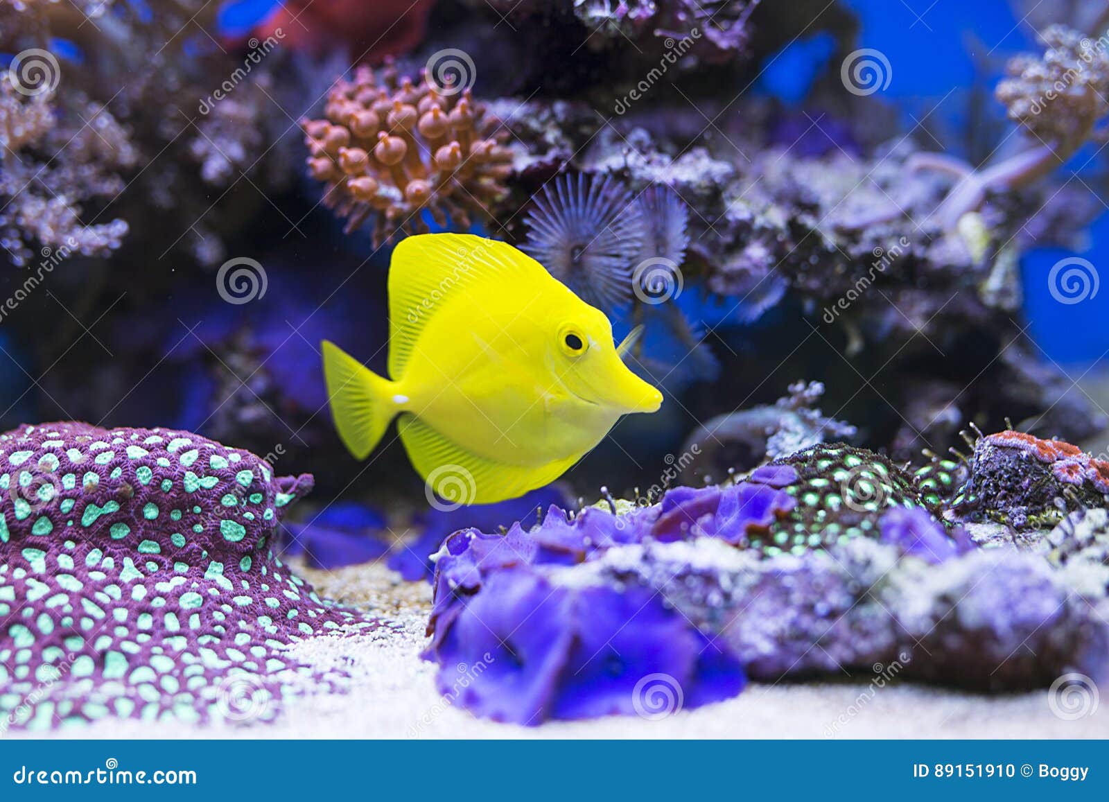 Yellow Tang Fish in Aquarium Stock Photo - Image of marine, aquarium ...