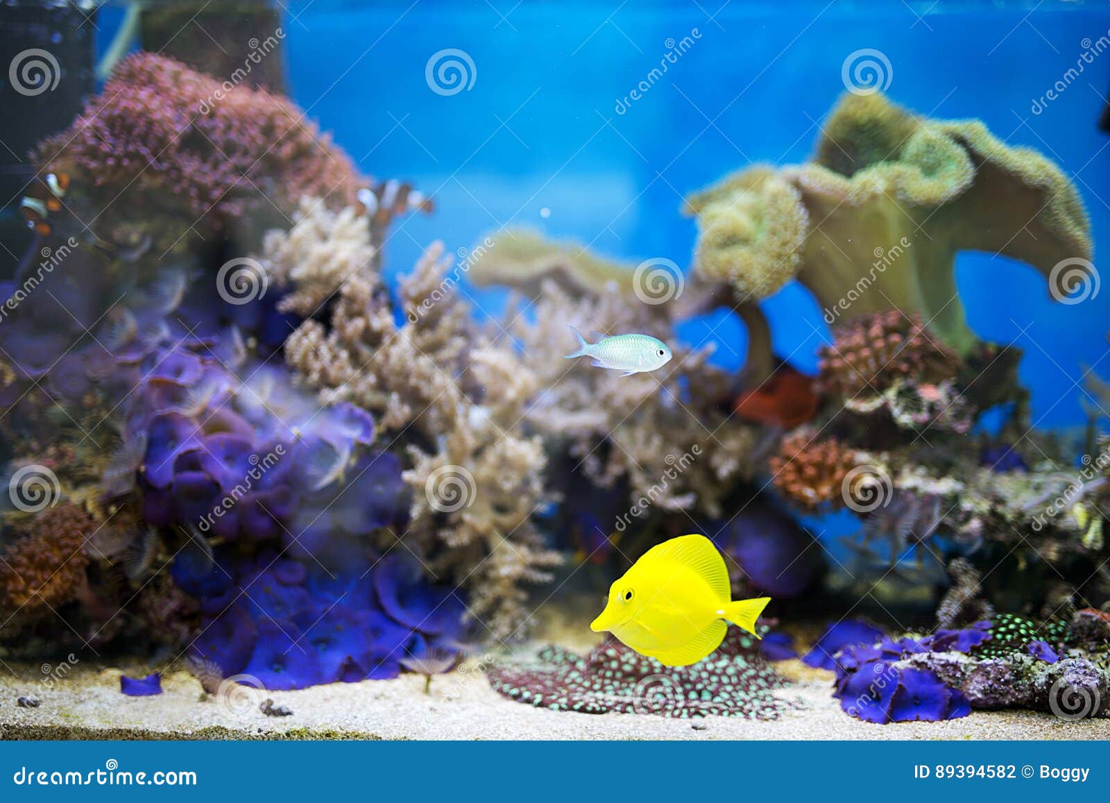 Yellow Tang Fish in Aquarium Stock Photo - Image of saltwater, wildlife ...