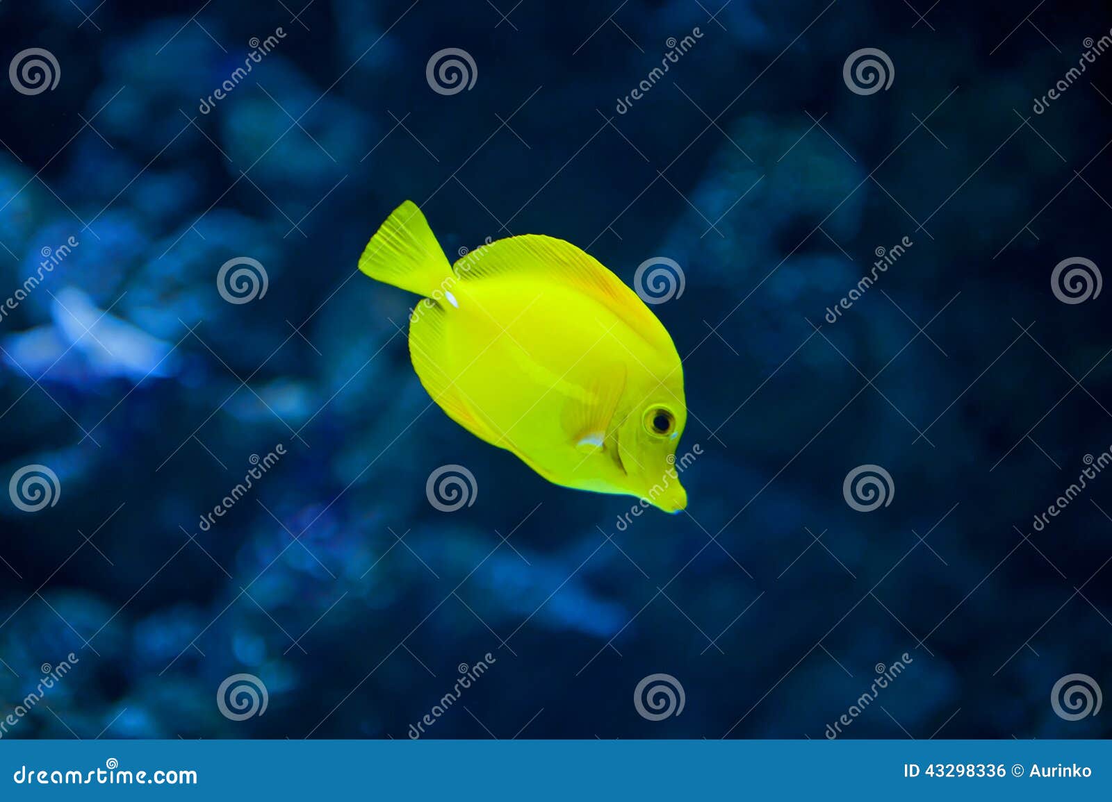 Yellow tang fish stock photo. Image of family, close - 43298336