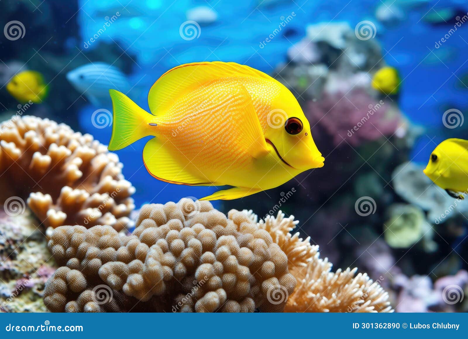 Yellow Tang Fish on Coral Reef Stock Illustration - Illustration of ...