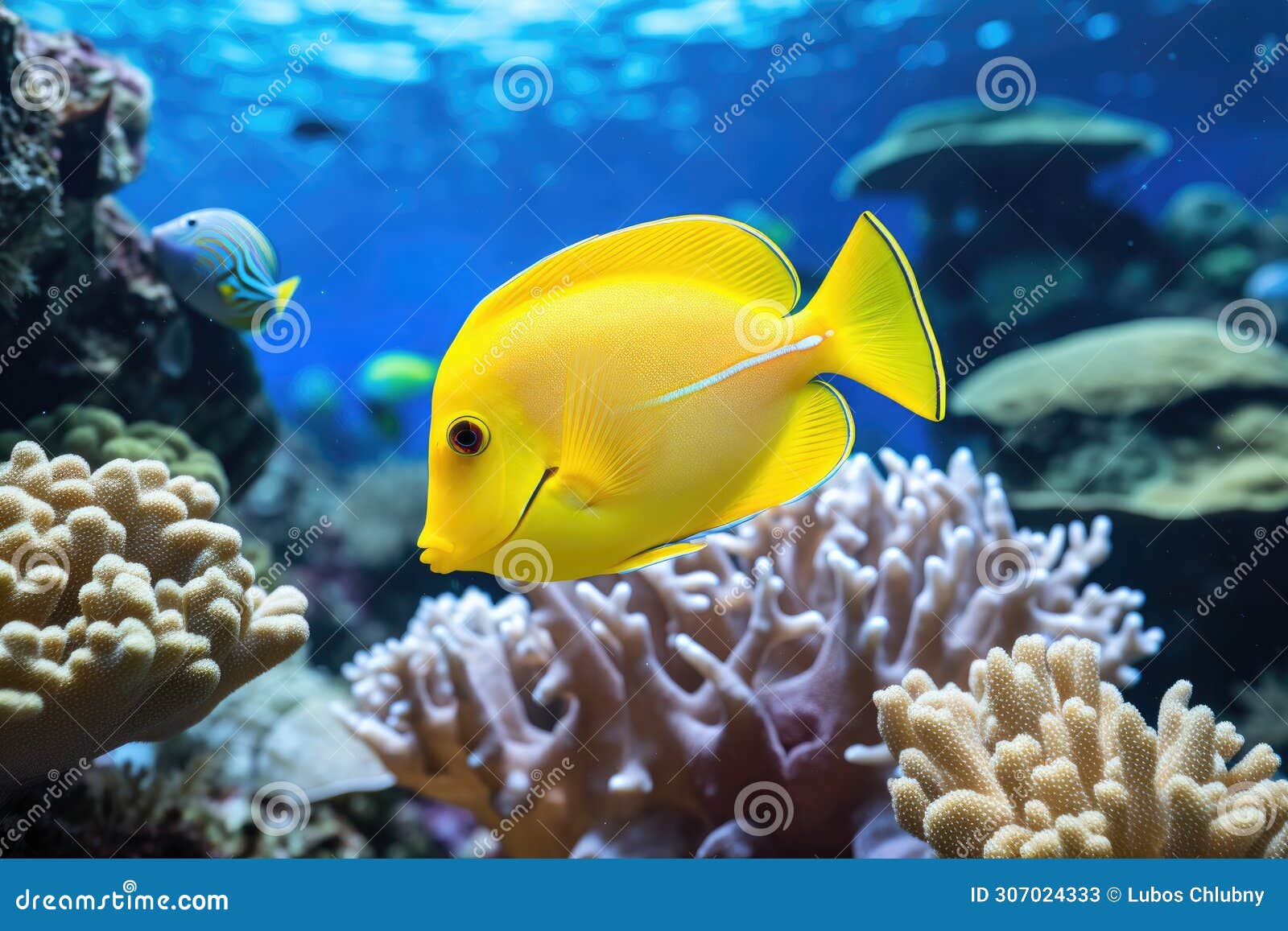 Yellow Tang Fish on Coral Reef Stock Illustration - Illustration of ...