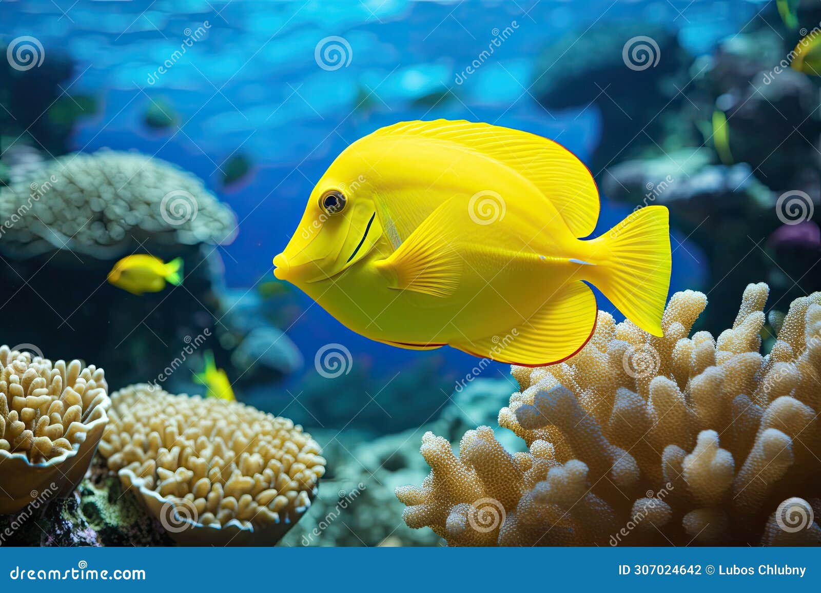 Yellow Tang Fish on Coral Reef Stock Illustration - Illustration of ...