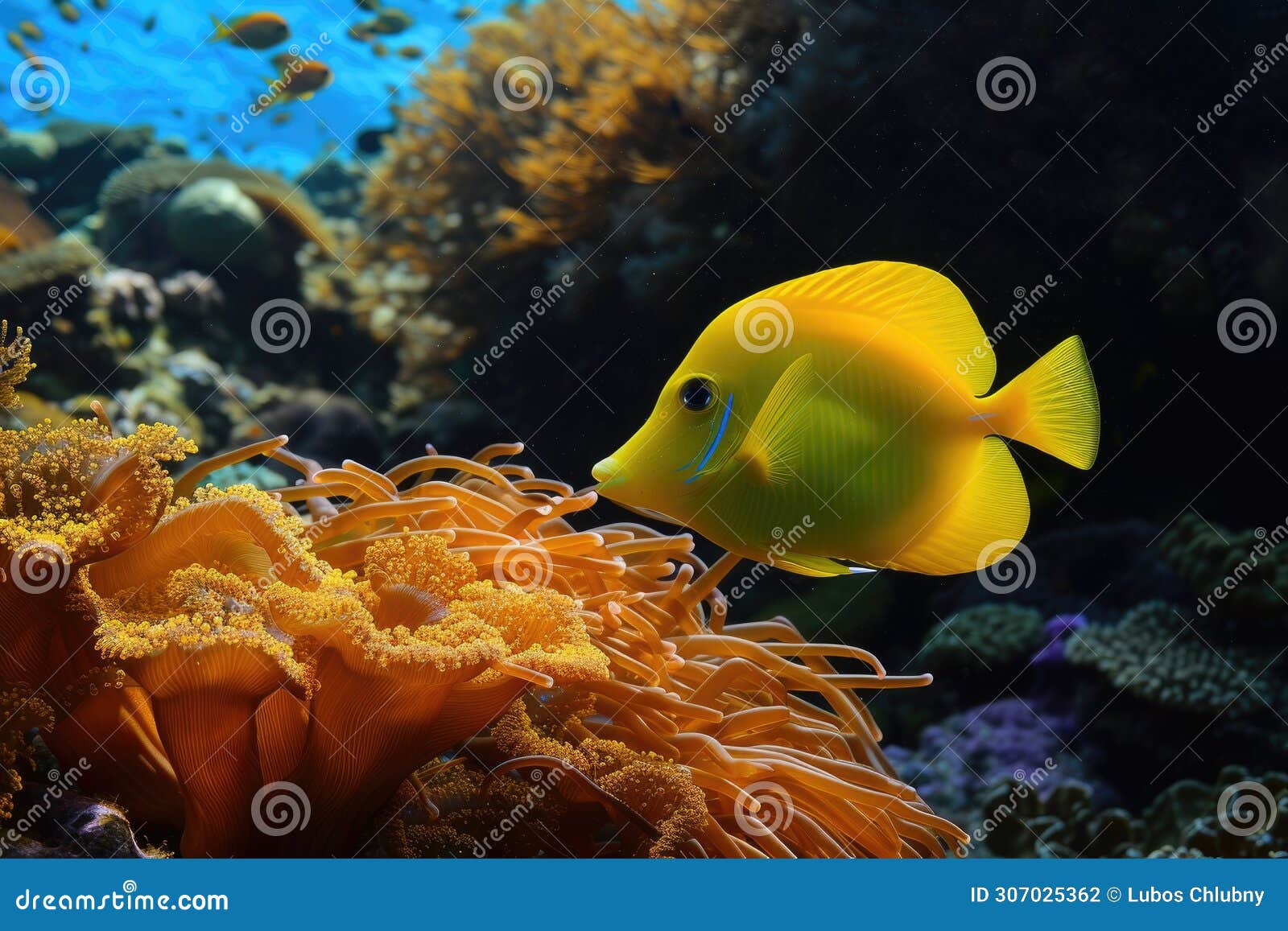 Yellow Tang Fish on Coral Reef Stock Illustration - Illustration of ...