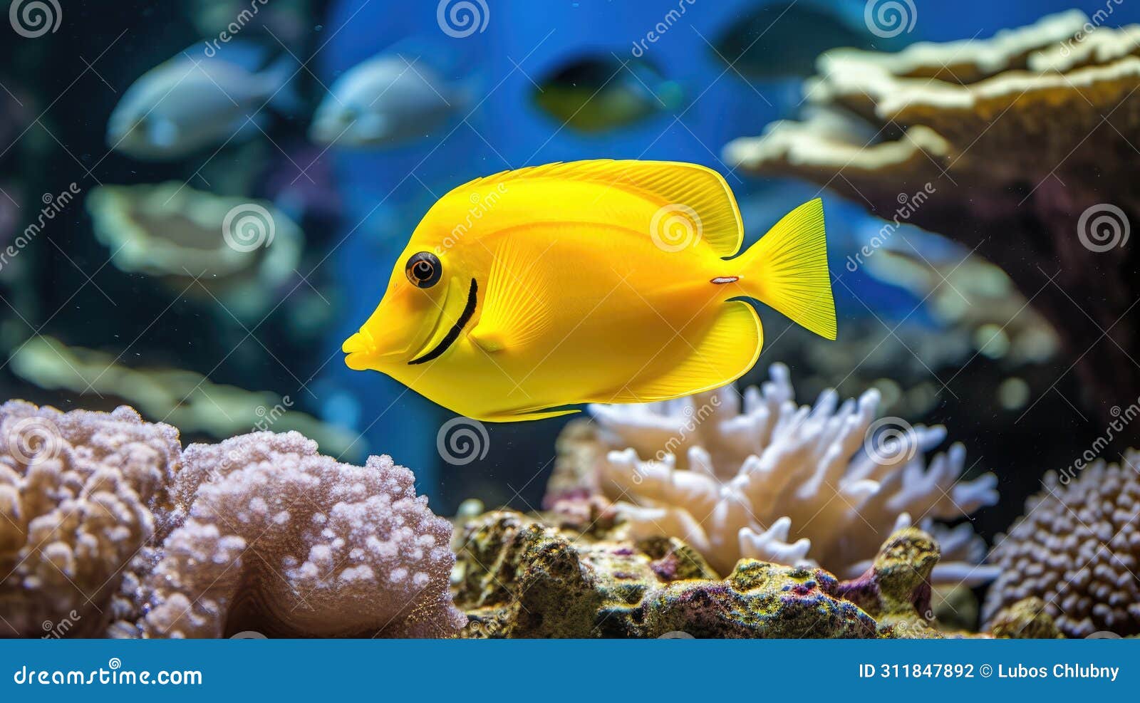 Yellow Tang Fish on Coral Reef Stock Illustration - Illustration of ...