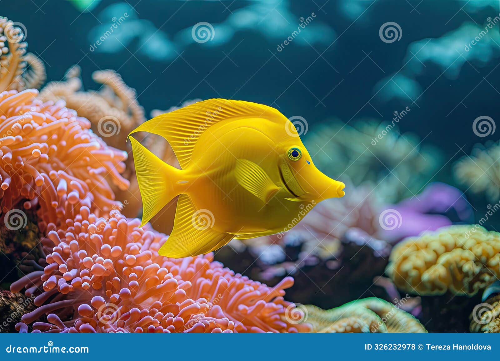 Yellow Tang Fish on Coral Reef Stock Illustration - Illustration of ...