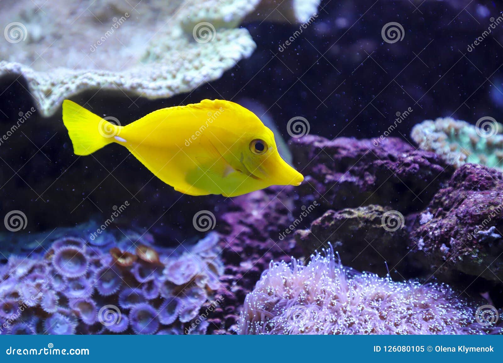 Yellow Tang Fish on a Coral Reef. Stock Image - Image of life, fish ...
