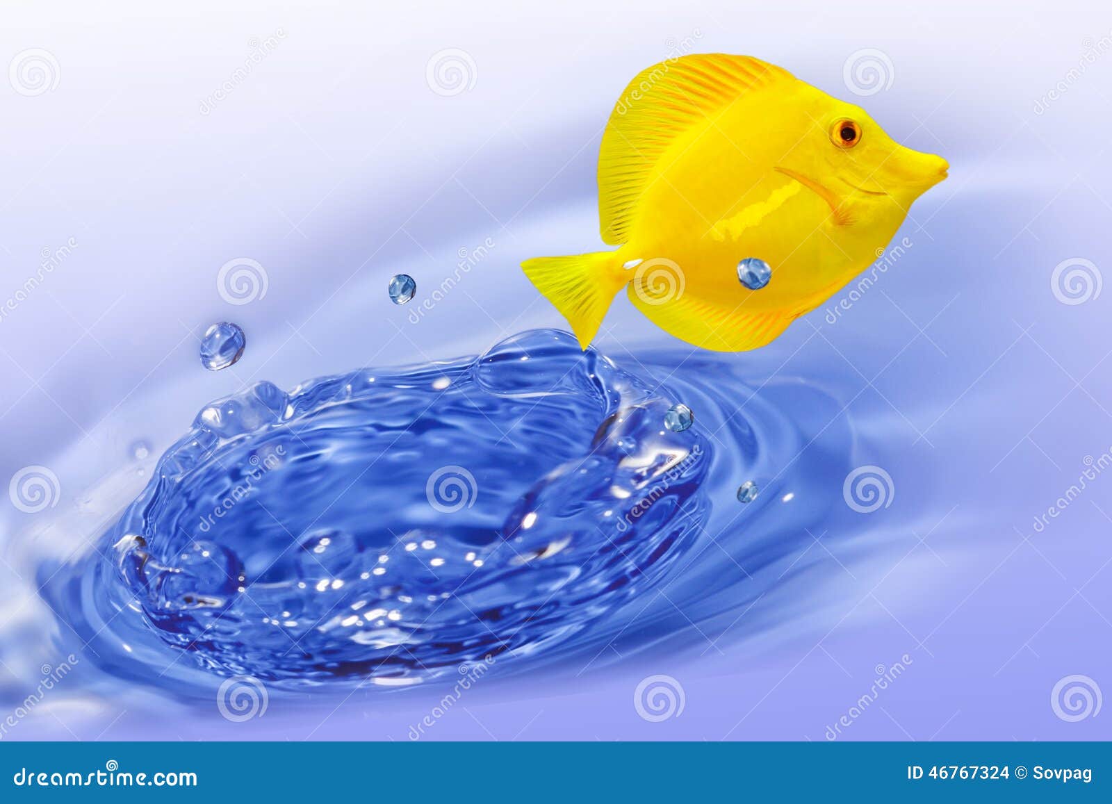 Yellow tang fish stock photo. Image of chance, liquid - 46767324
