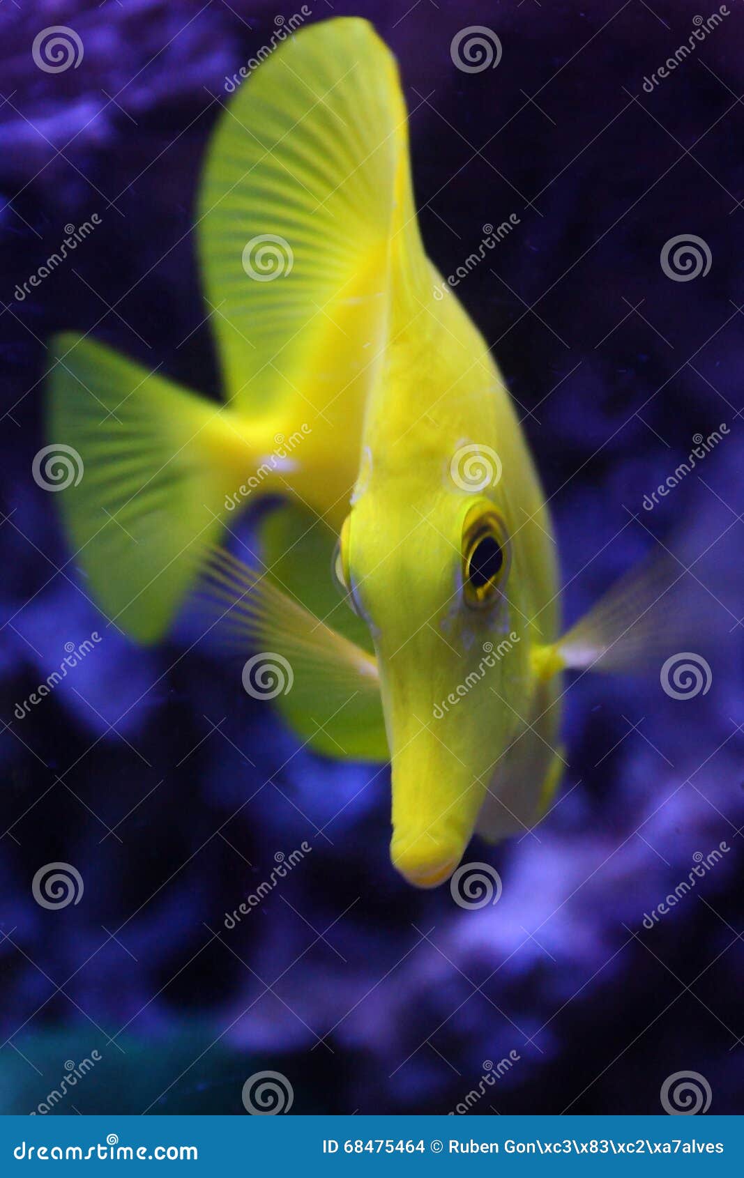 Yellow Tang fish stock photo. Image of tropical, marine - 68475464