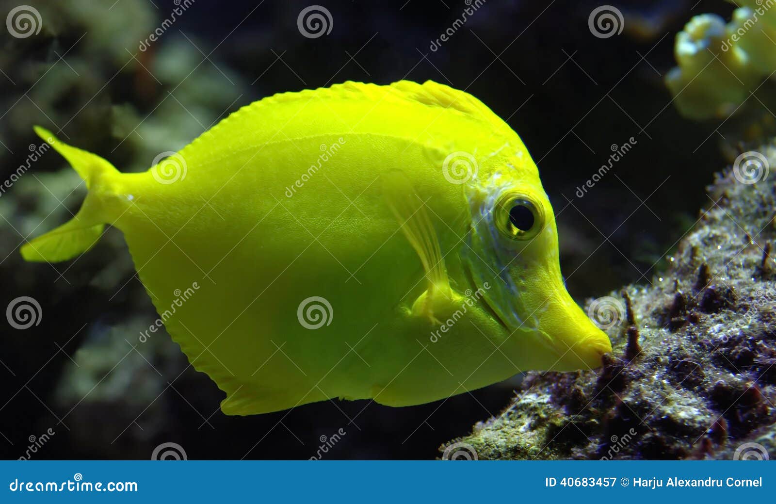 Yellow tang fish stock image. Image of salt, fish, reef - 40683457
