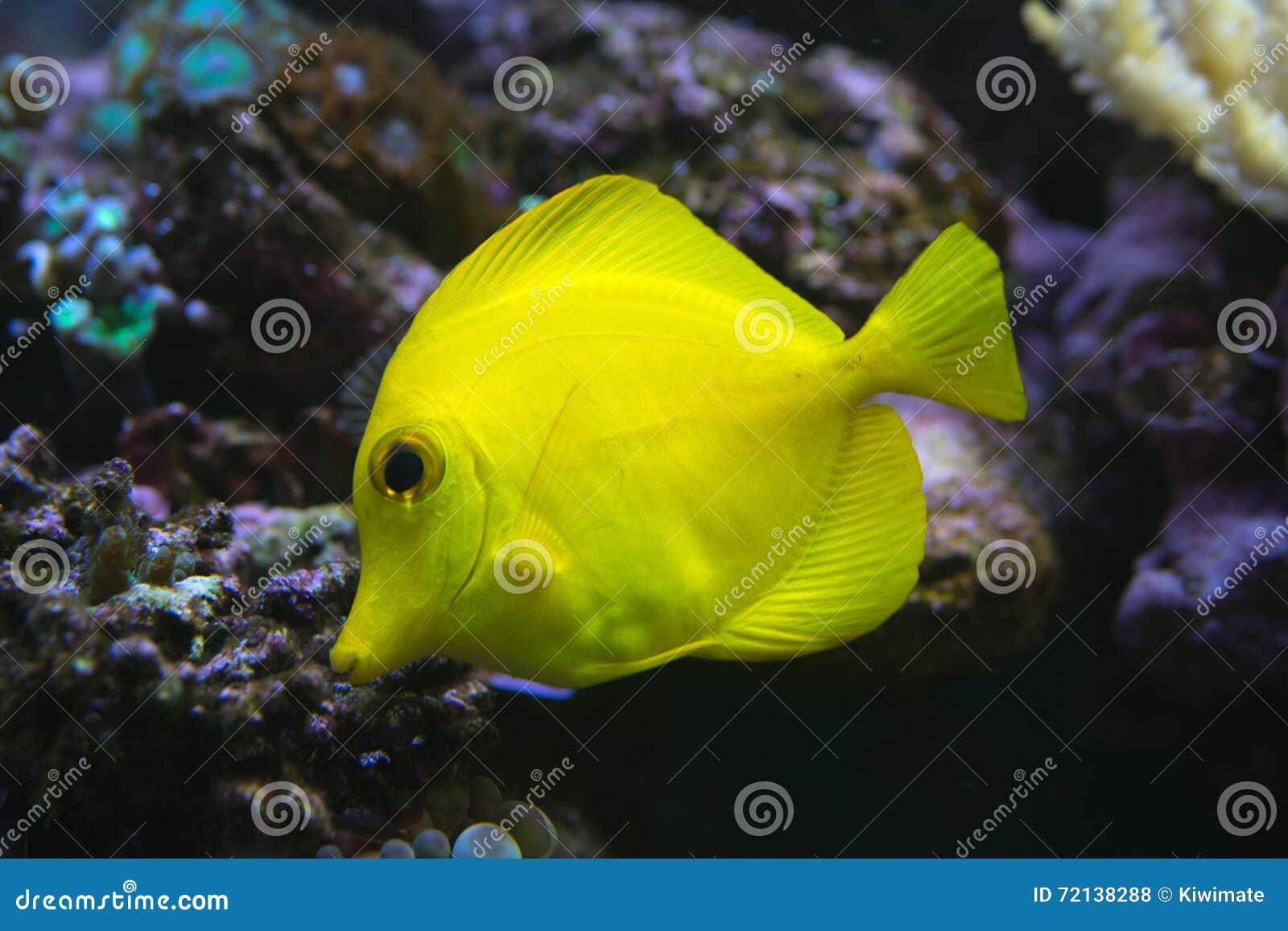 Yellow Tang fish stock photo. Image of wildlife, great - 72138288