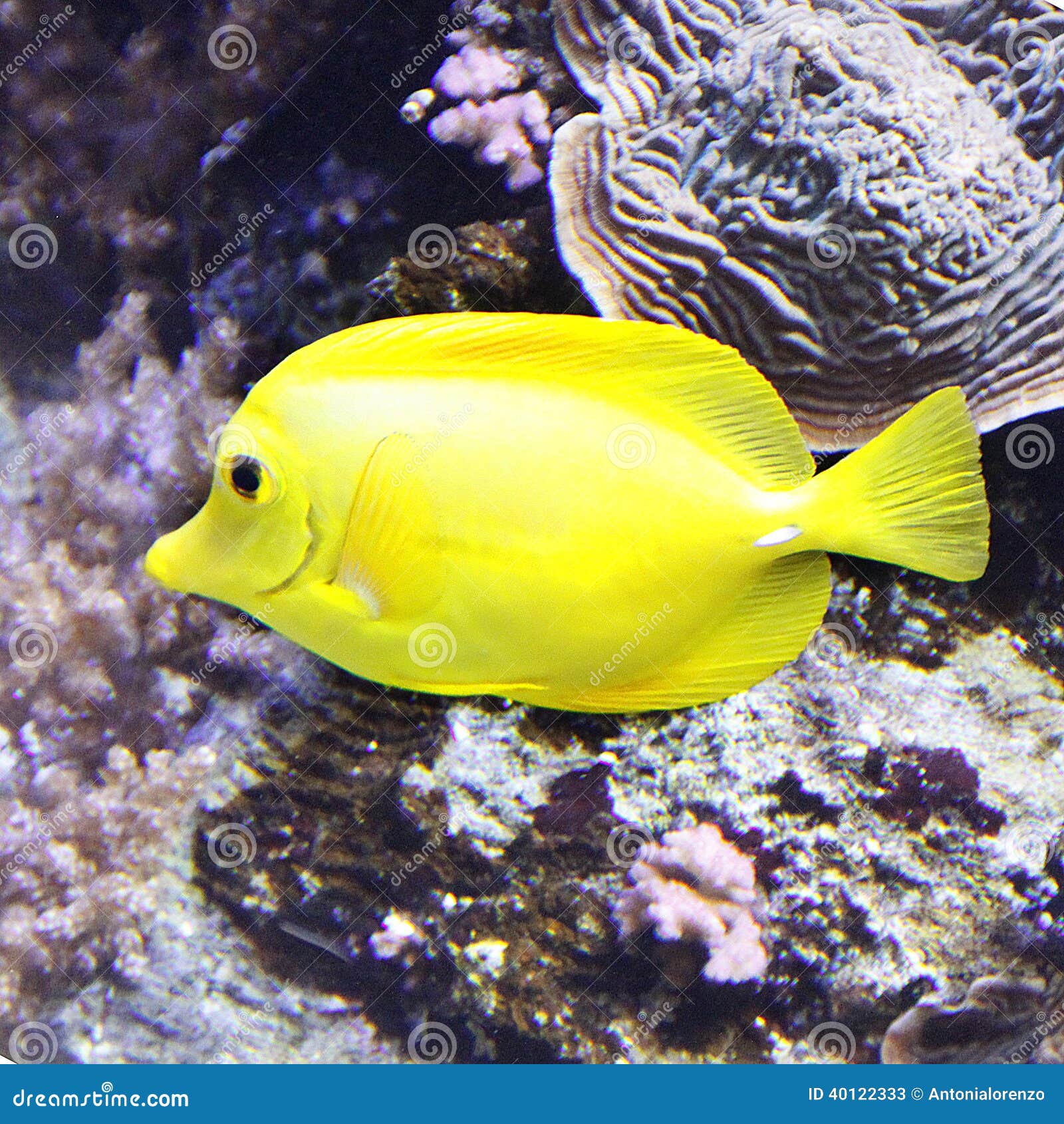 Yellow Tang Fish stock image. Image of reef, aquatic - 40122333