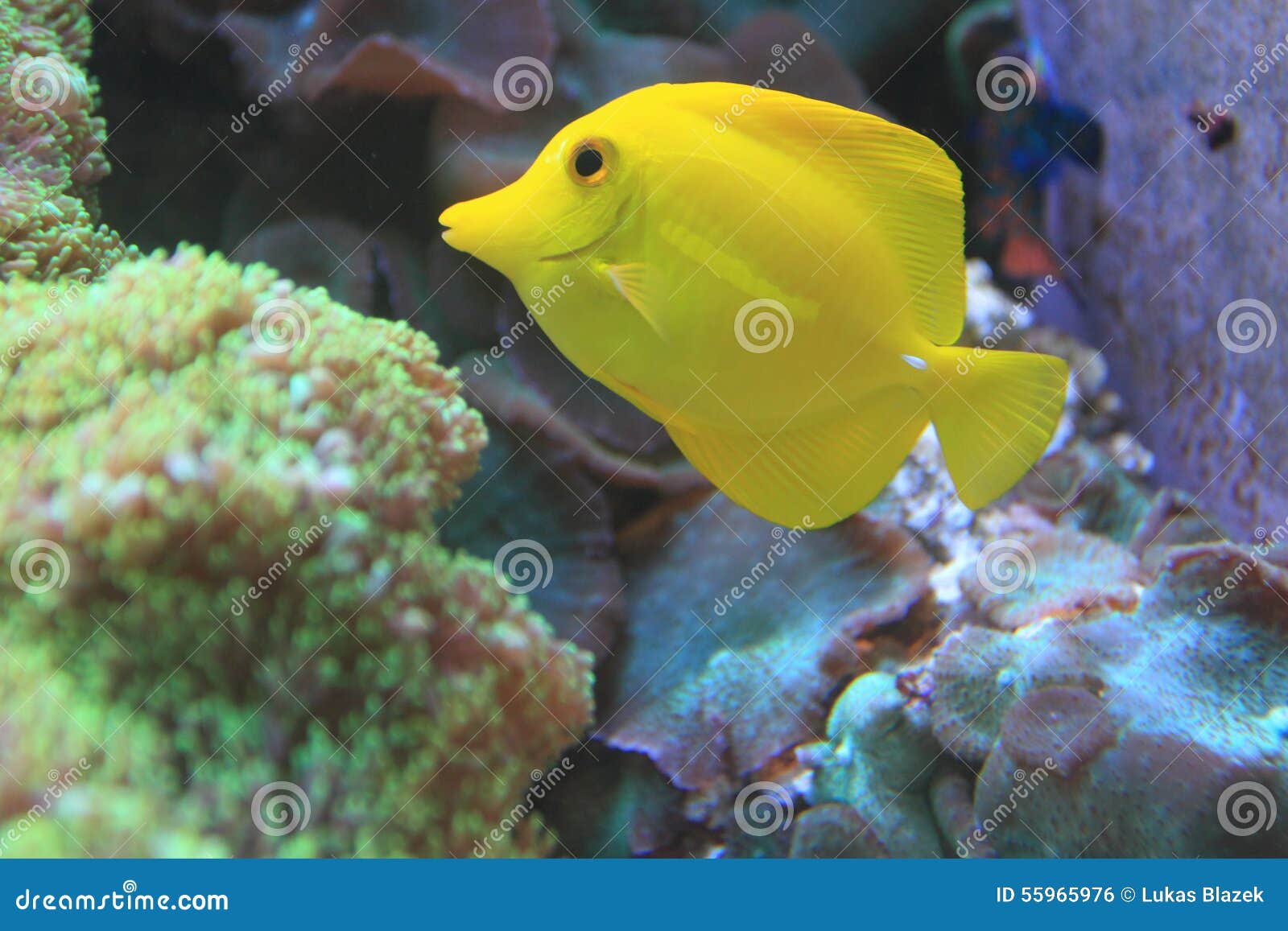 Yellow tang stock photo. Image of life, marine, flavescens - 55965976