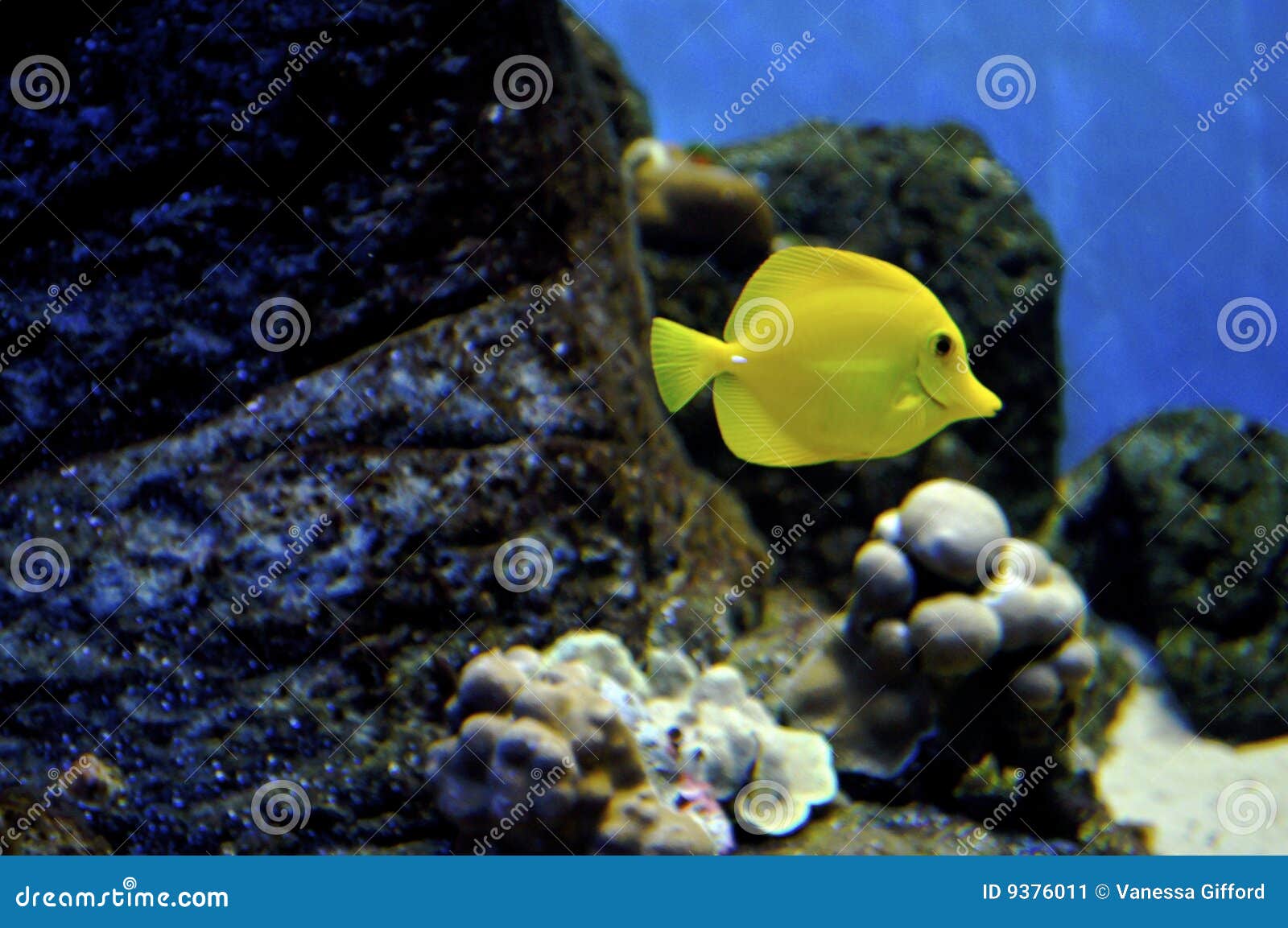 Yellow Tang on the reef stock image. Image of exotic, animals - 9376011