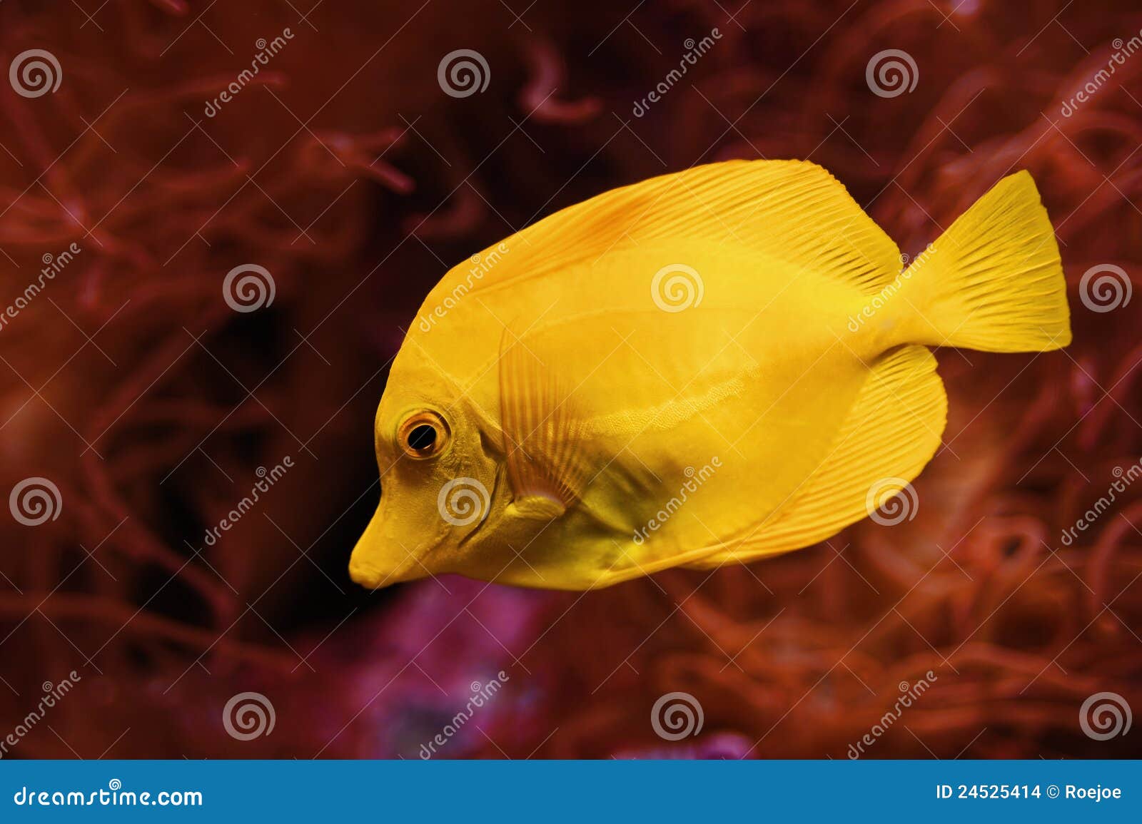 Yellow Tang Saltwater Fish stock photo. Image of bottom - 24525414