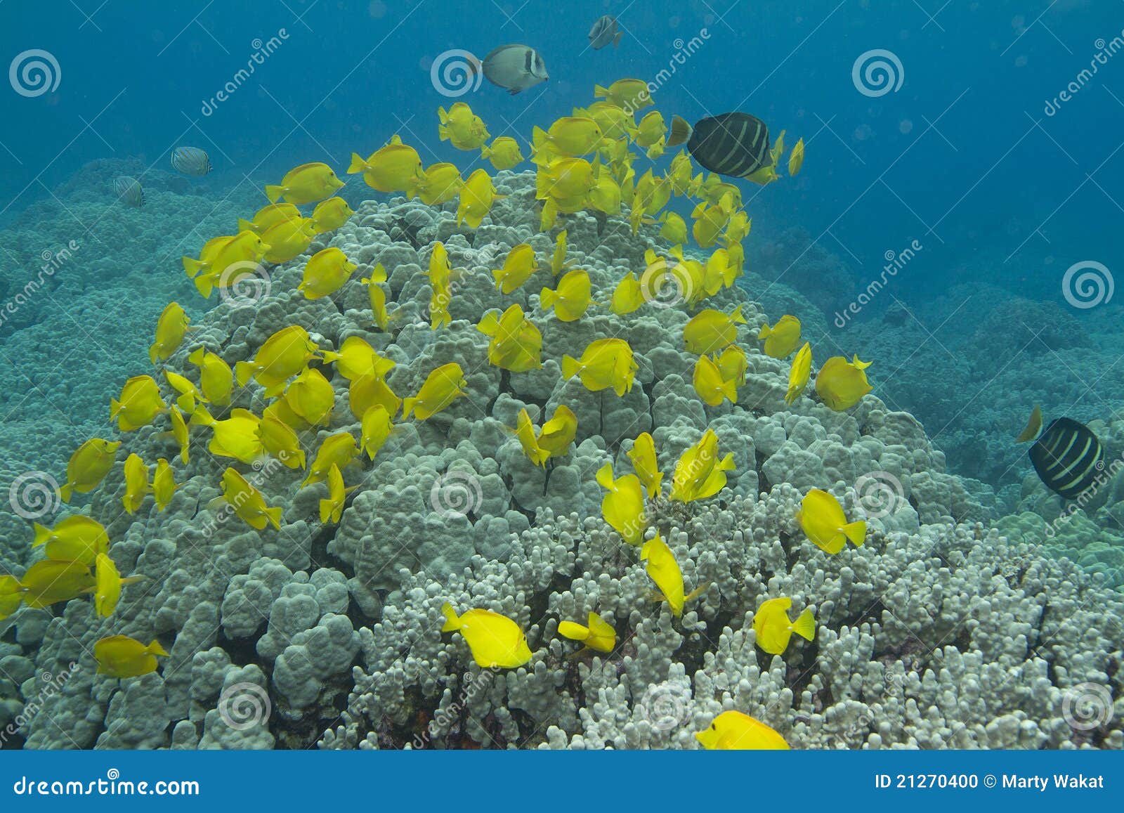 Yellow Tang School stock photo. Image of island, yellow - 21270400