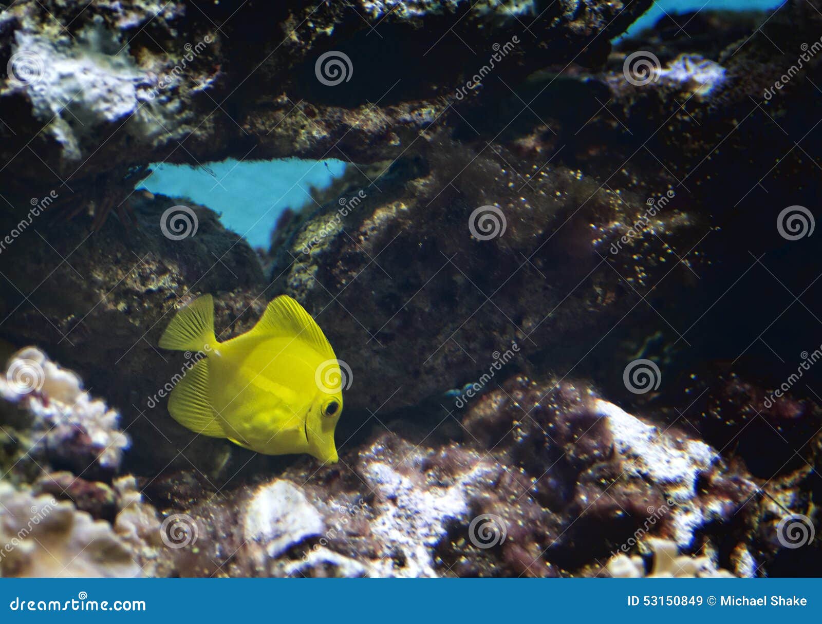 Yellow Tang Tropical Fish stock image. Image of swimming - 53150849