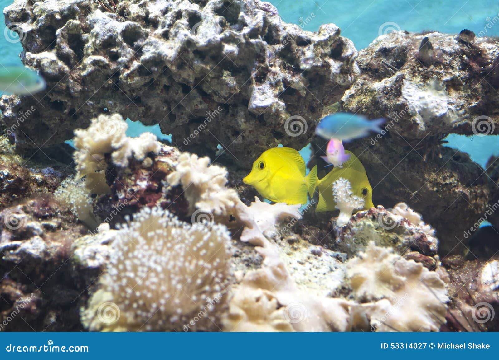Yellow Tang Tropical Fish stock image. Image of bright - 53314027