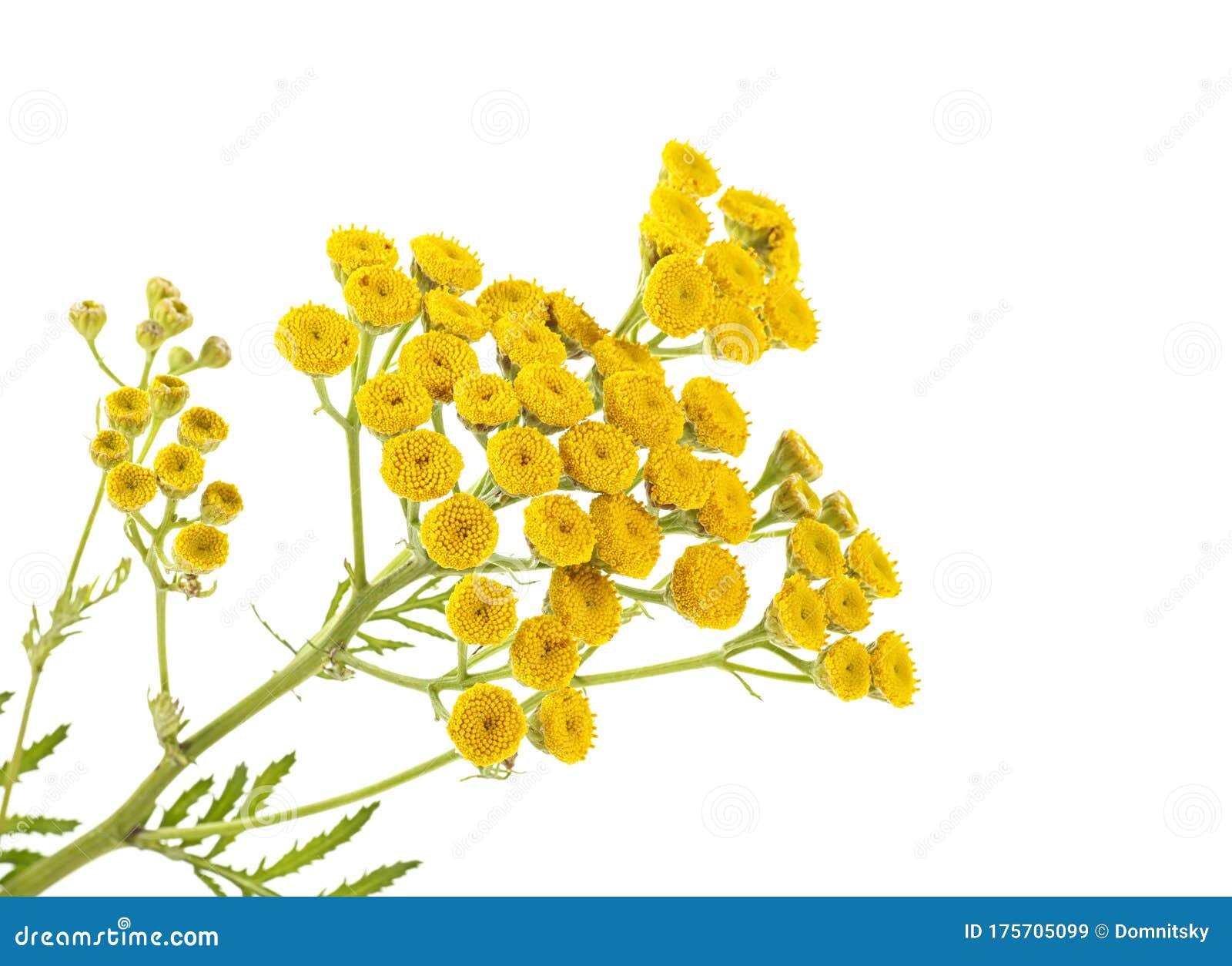 Yellow Tansy Flowers Isolated on White Background Stock Image - Image ...
