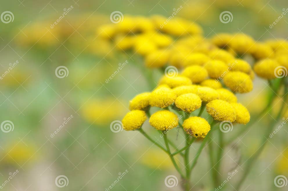 Yellow tansy stock image. Image of tanacetum, truss, environment - 65323281