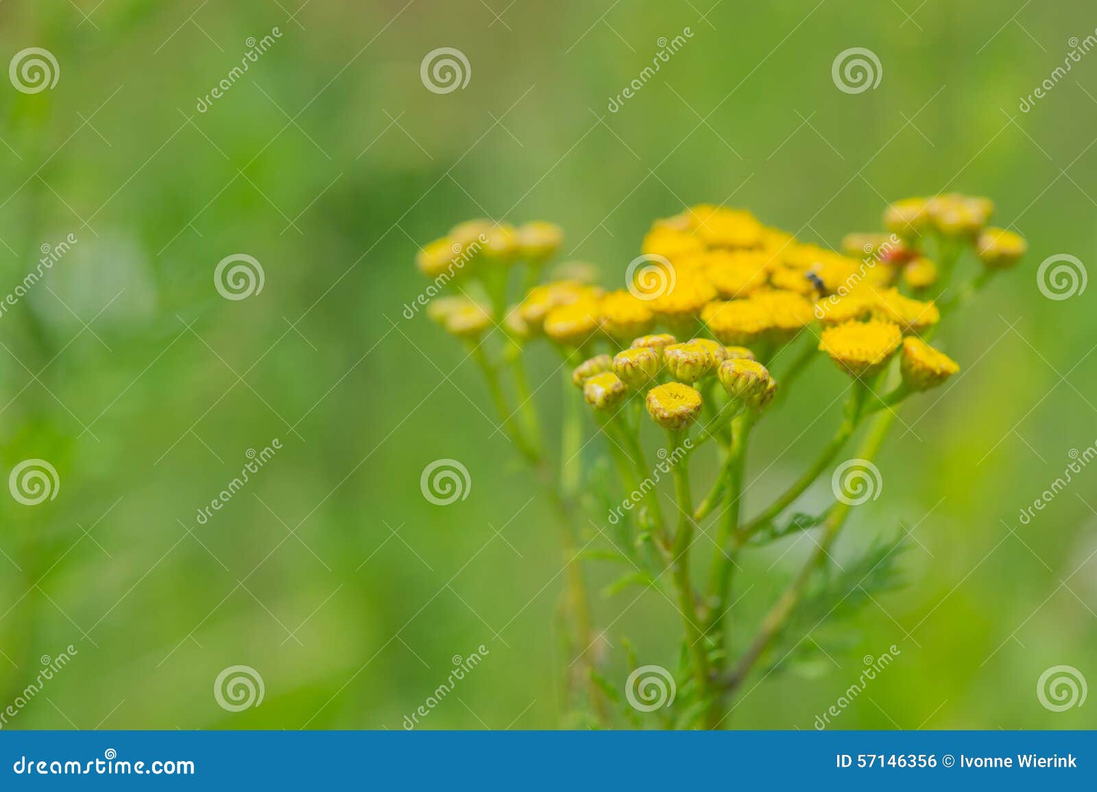 Yellow Tansy stock photo. Image of tanacetum, vulgare - 57146356