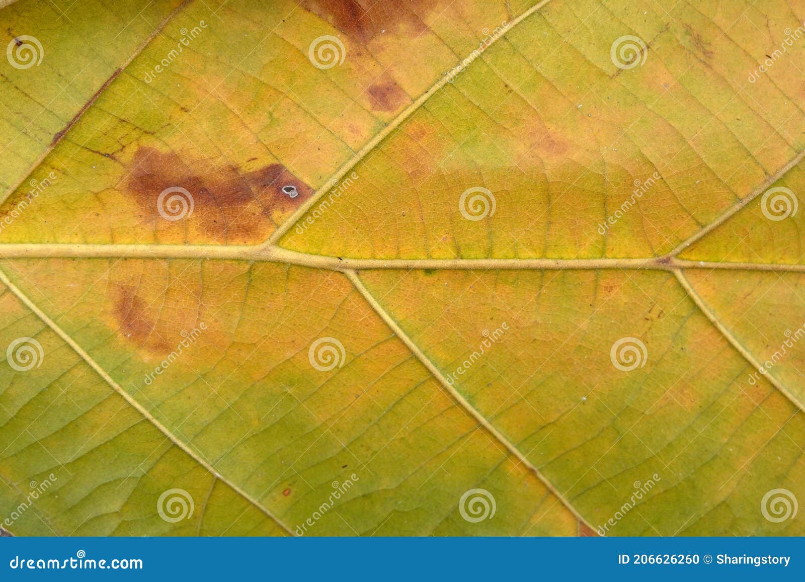 Yellow Teak leaf close up stock photo. Image of natural - 206626260