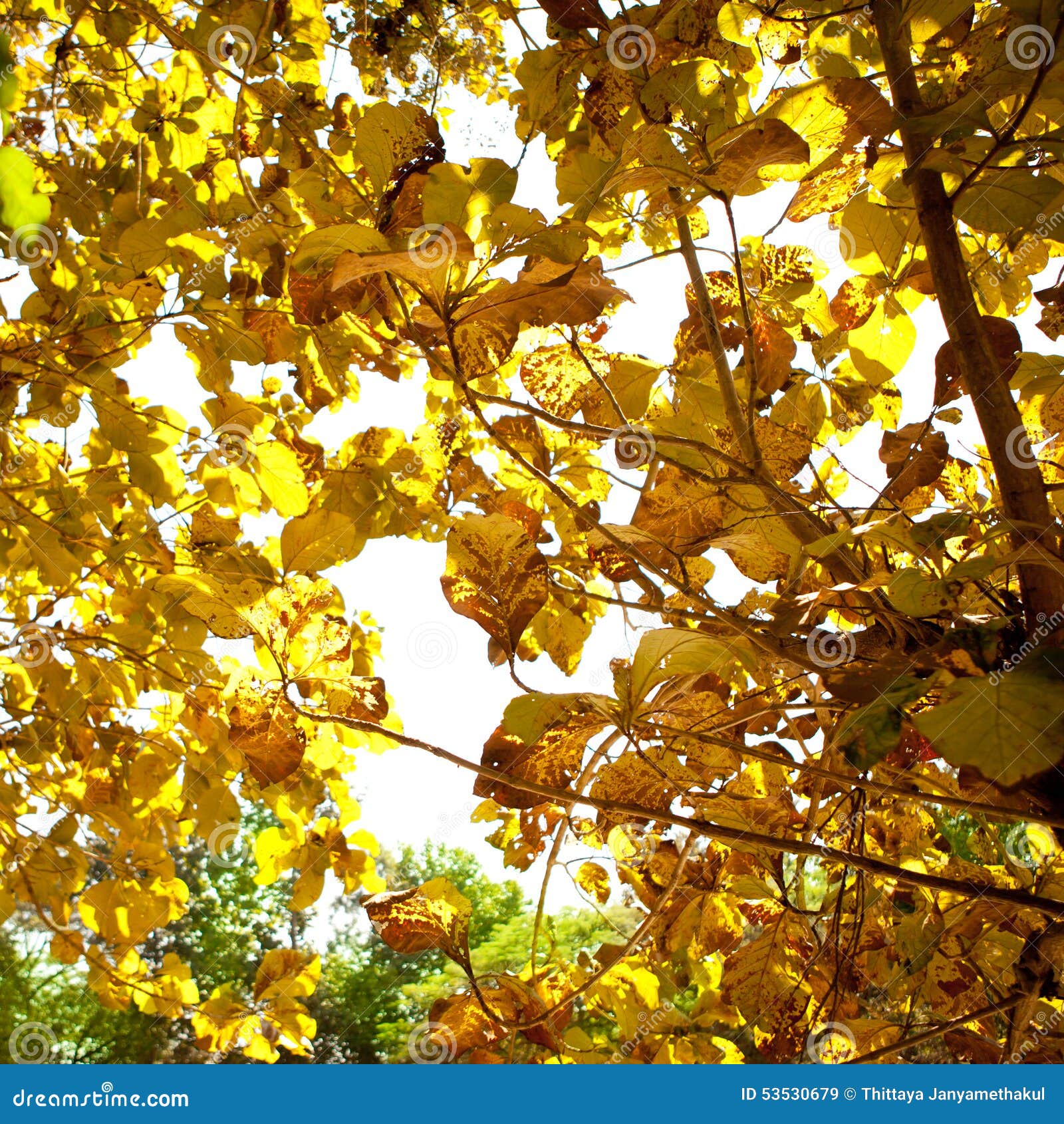Yellow Teak Leaves Background Stock Image - Image of park, leaves: 53530679
