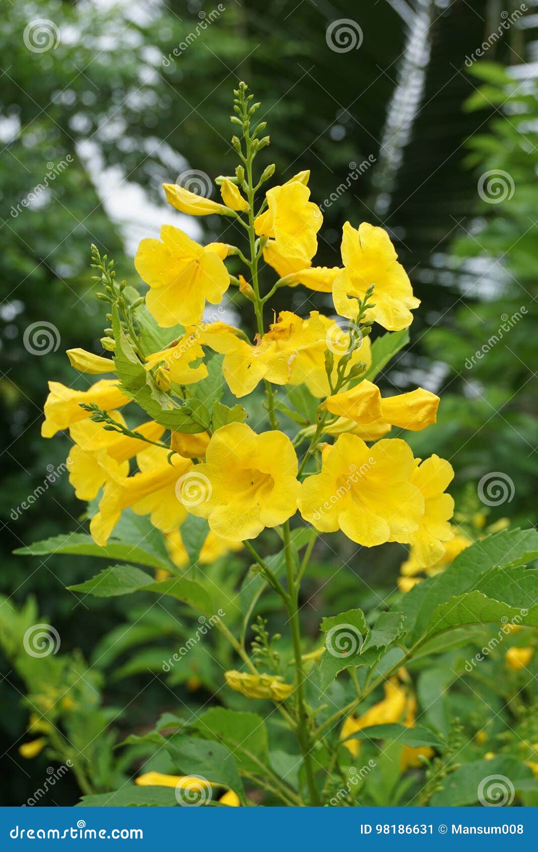 Yellow Tecoma stans flower stock image. Image of floral - 98186631