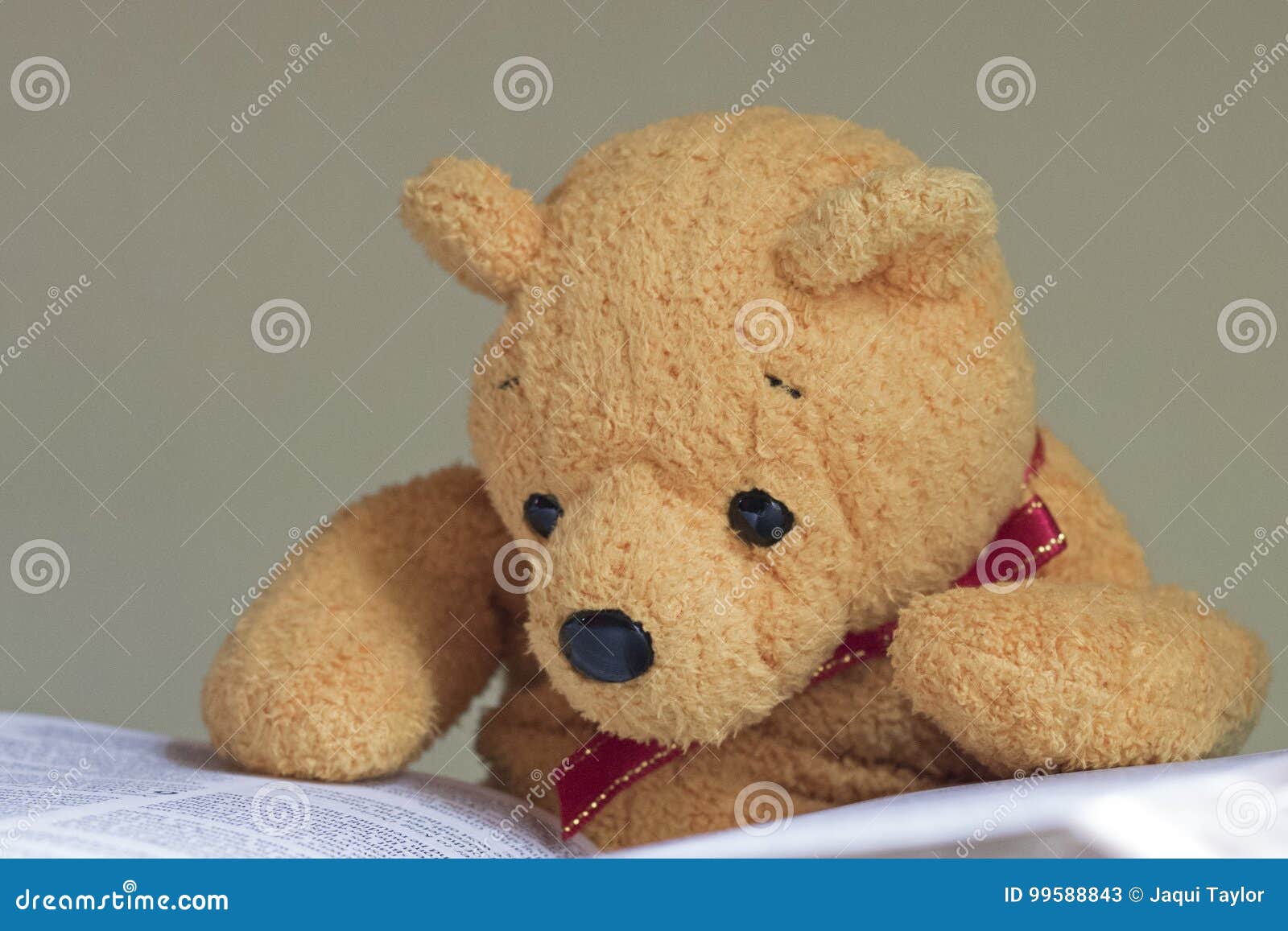 A Yellow Teddy Bear with a Book Stock Image - Image of teddy, study ...