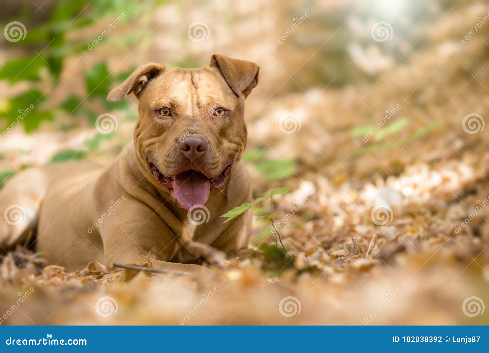 Yellow Terrier Dog in the Autumn Stock Photo - Image of autumn, canine ...