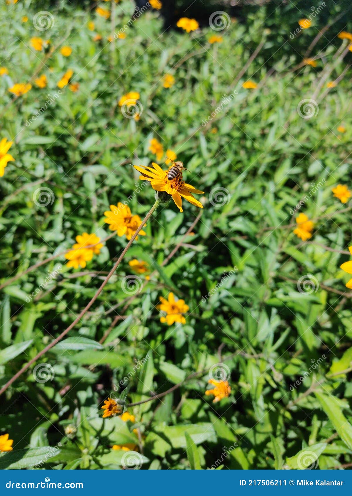 Yellow Texas wildflowers stock image. Image of growing - 217506211