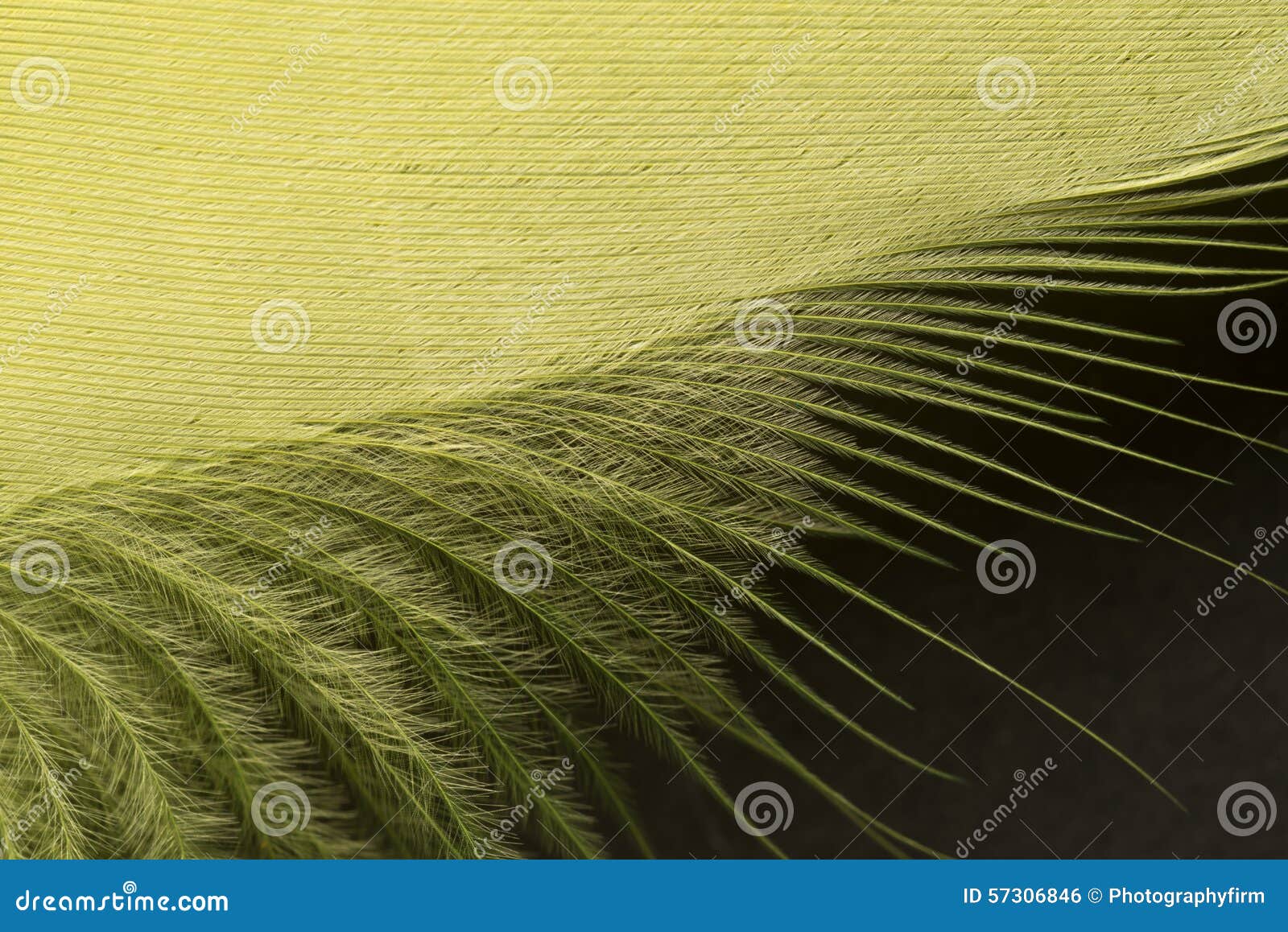Beautiful Closu Up View Of Growing Radish Plants. Beautiful Nature ...