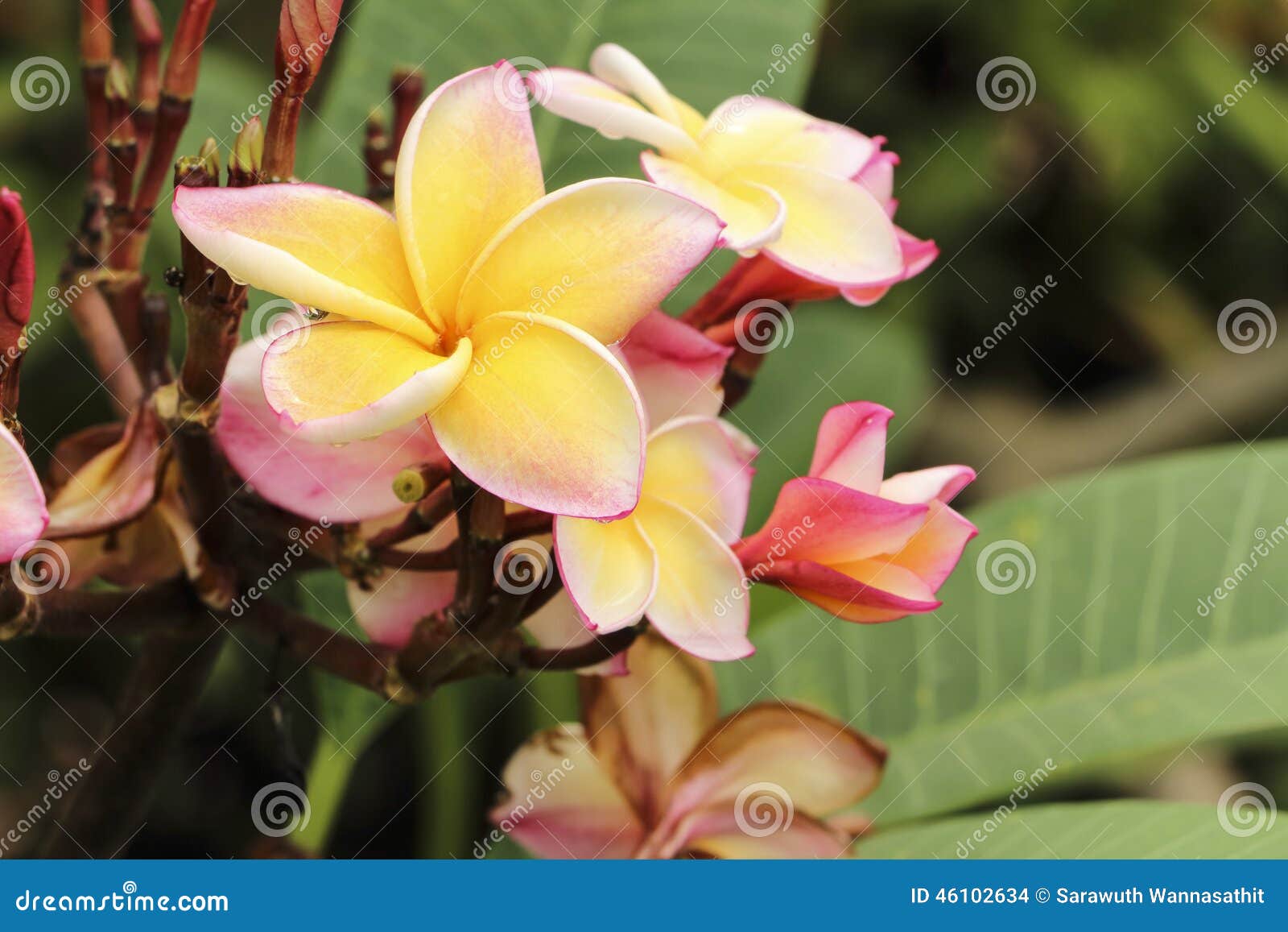 Yellow Thai temple Flower stock photo. Image of environment - 46102634